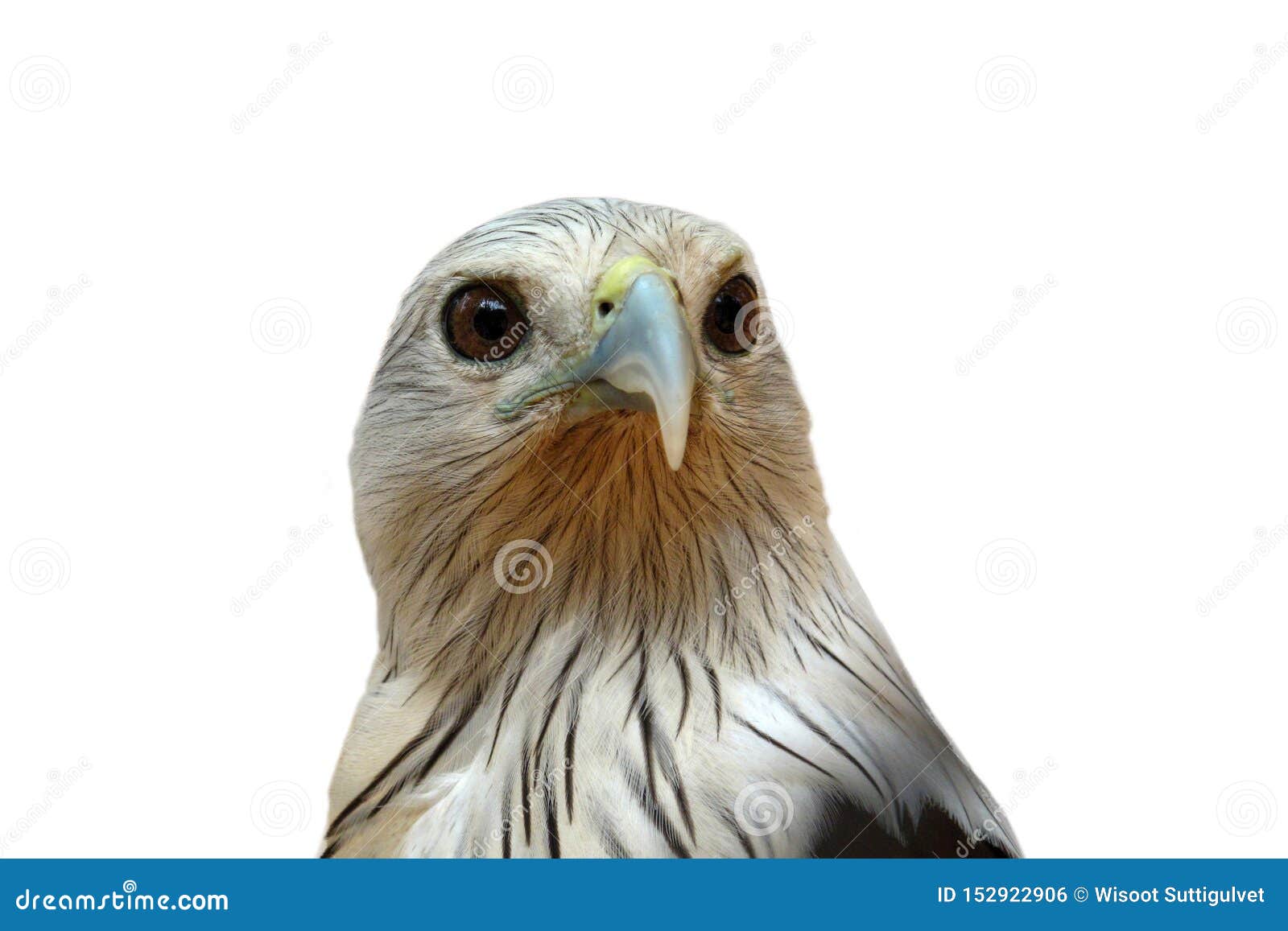 Eagle , Hawk Head Isolated on White Background Stock Photo - Image of ...