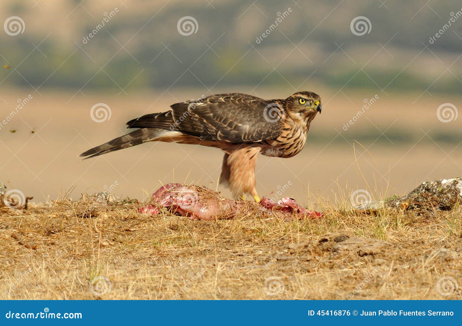 Eagle hawk poses with food stock photo. Image of fight - 45416876