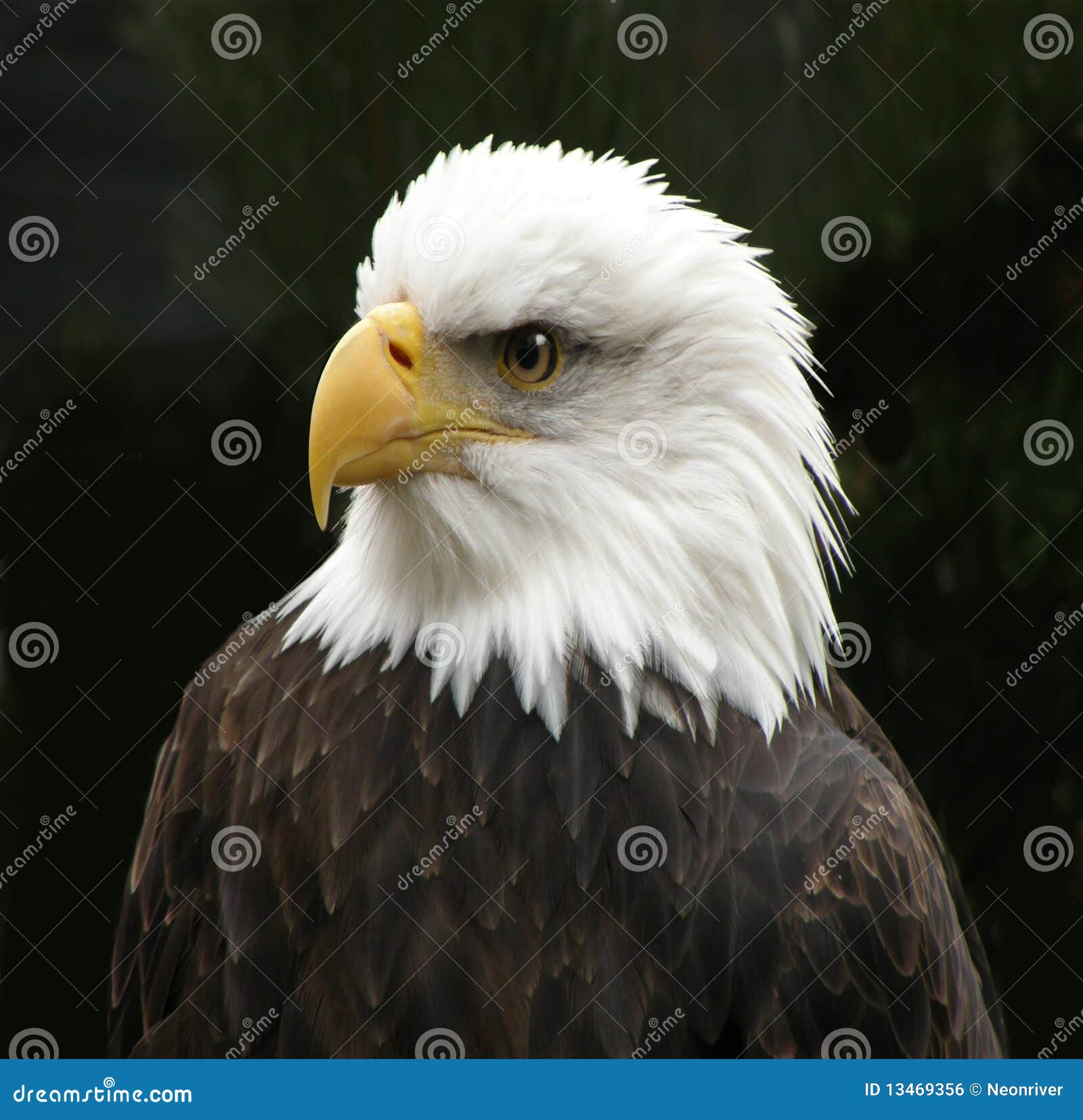 Eagle Head stock photo. Image of eagle, brown, america - 13469356