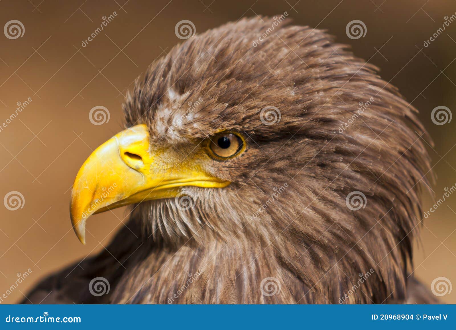 Eagle head stock photo. Image of eagle, golden, falconry - 20968904