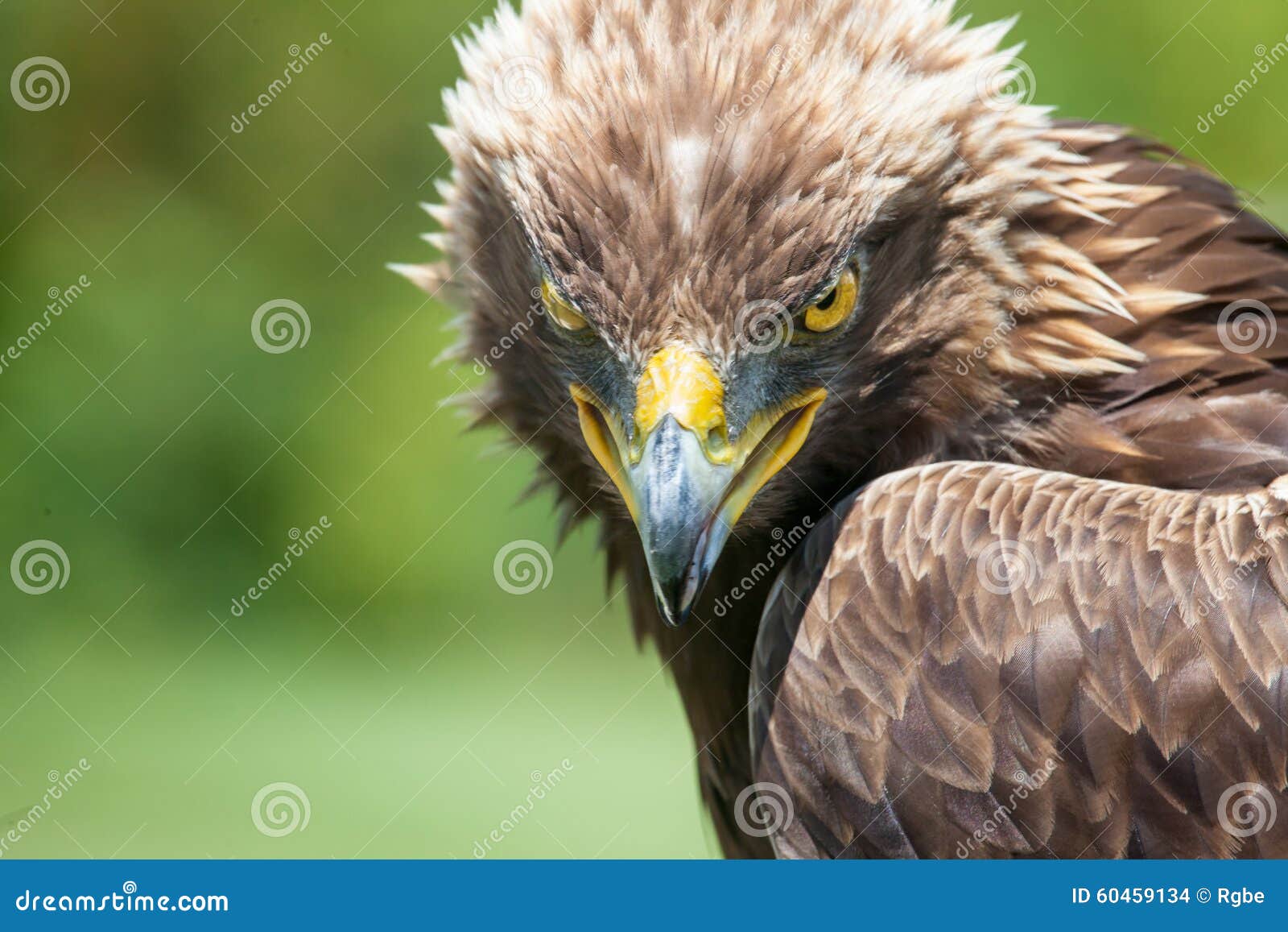 Eagle head stock photo. Image of hawk, eagle, green, head - 60459134