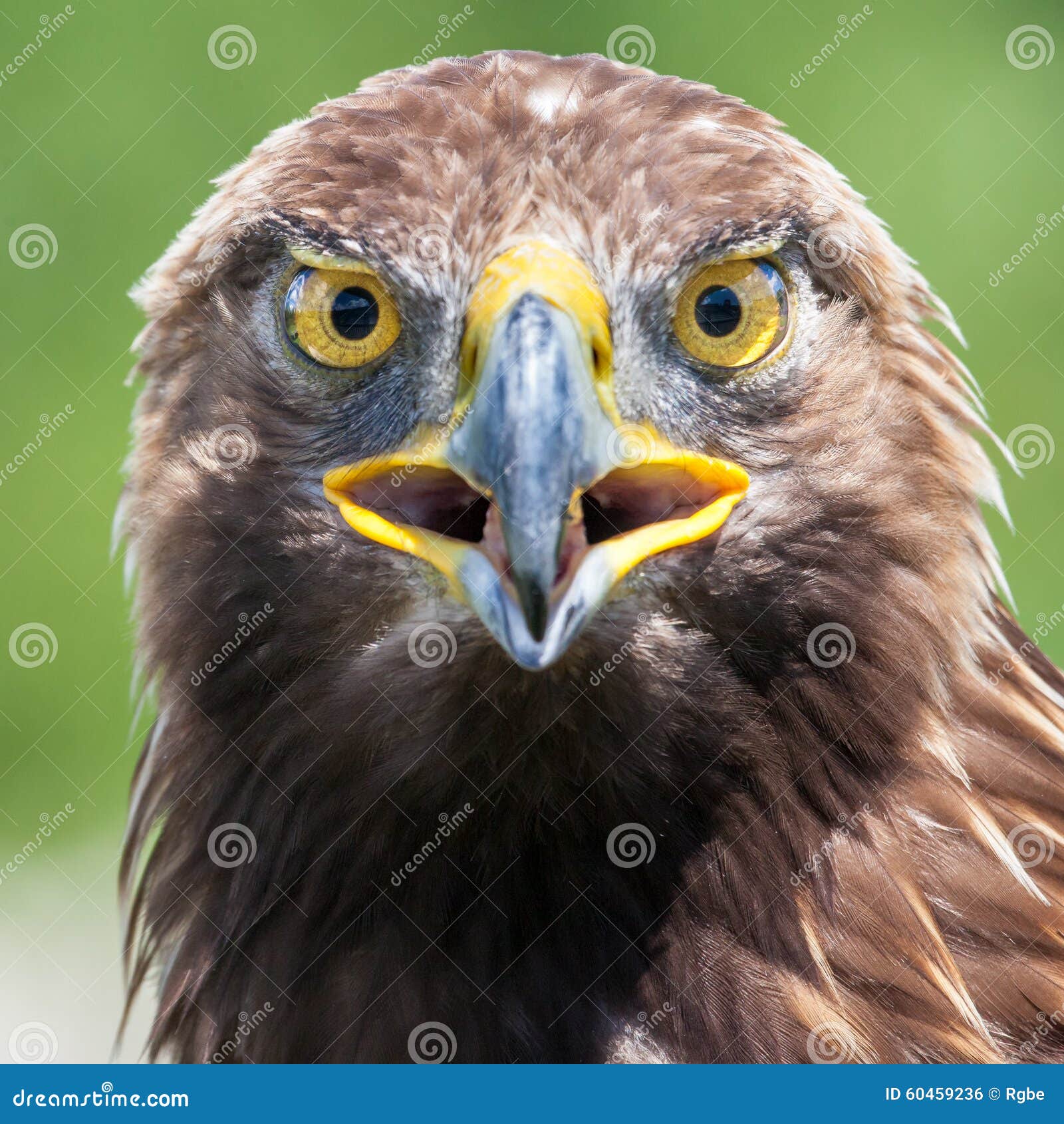 Eagle head stock photo. Image of fauna, bird, feather - 60459236