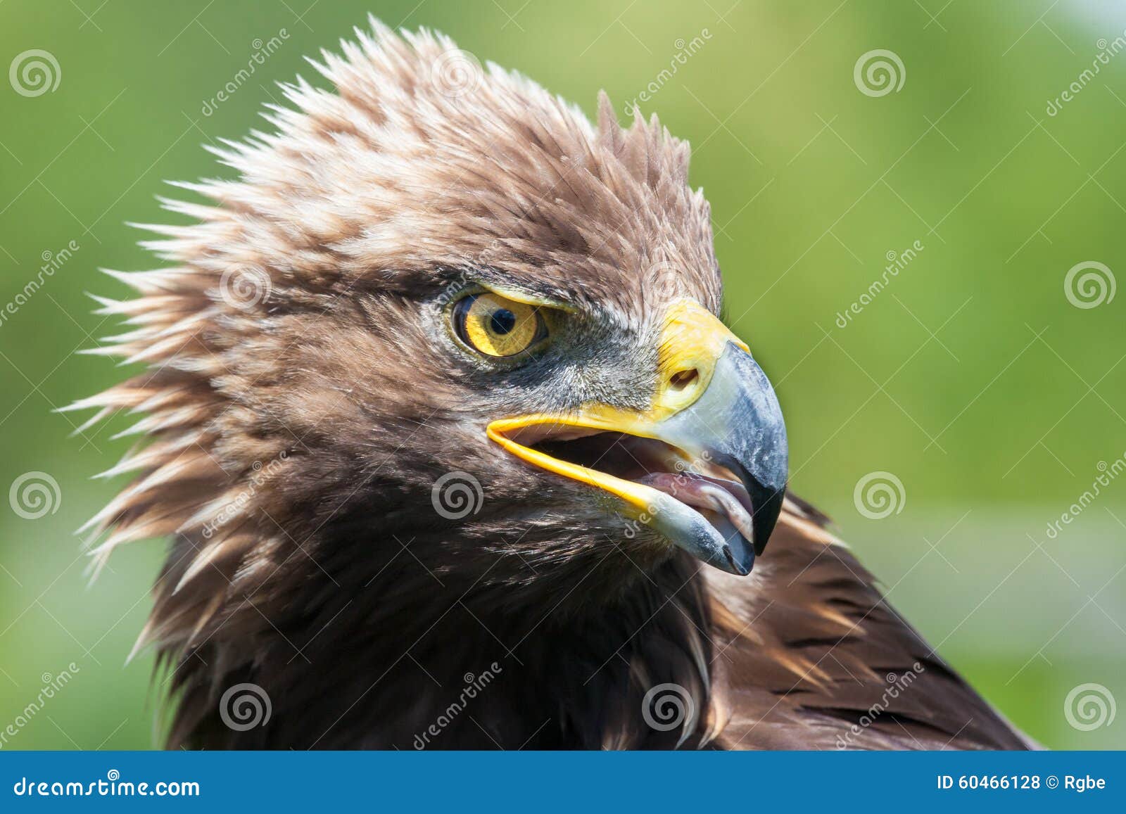 Eagle head stock photo. Image of eagle, wildlife, animal - 60466128