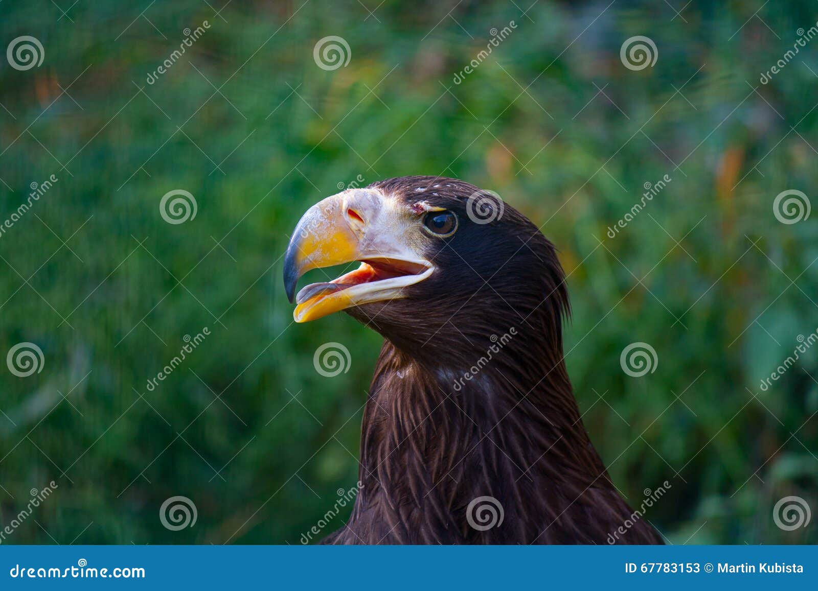 Eagle head stock image. Image of eagle, beak, head, detail - 67783153