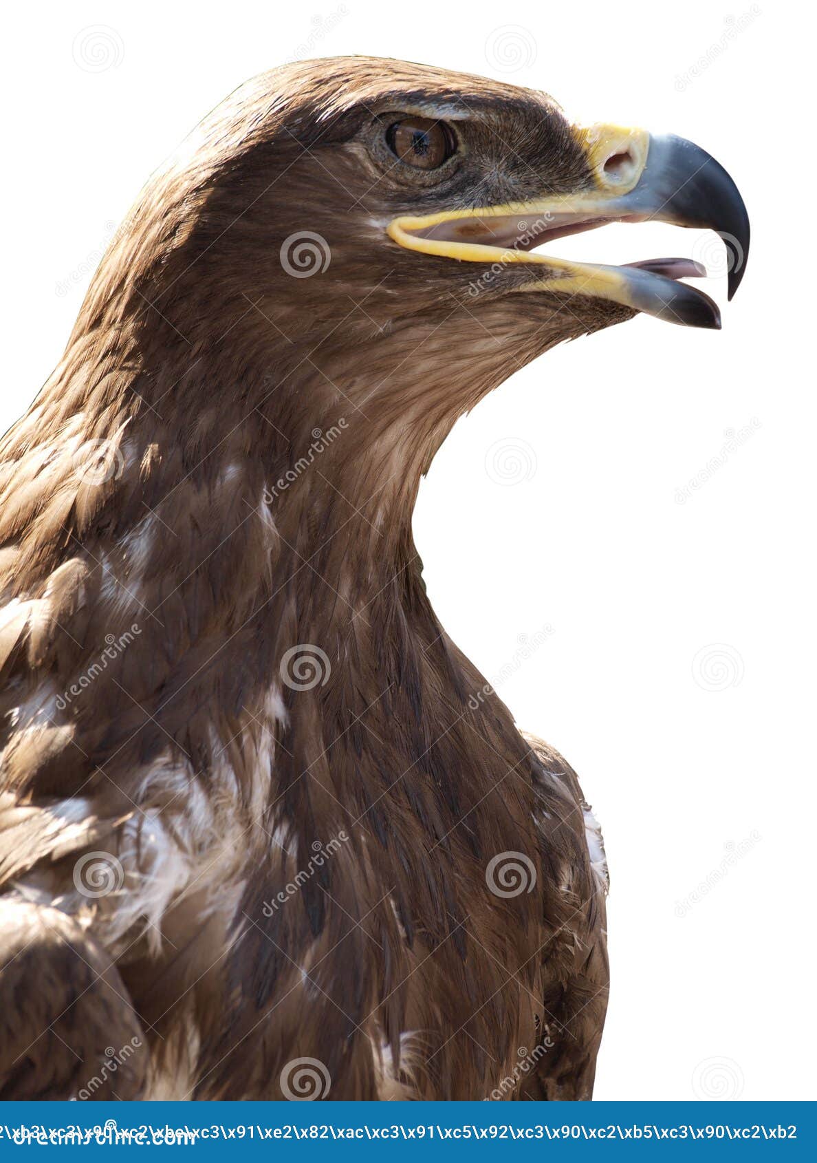 Eagle stock image. Image of griffin, beak, outside, scavenger - 63587689