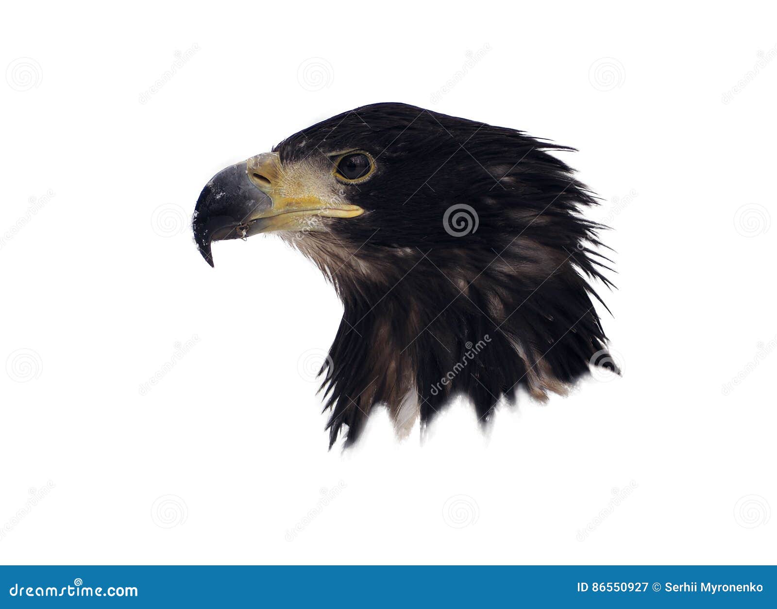 Eagle Head Portrait Isolated on White Stock Image - Image of raptor ...