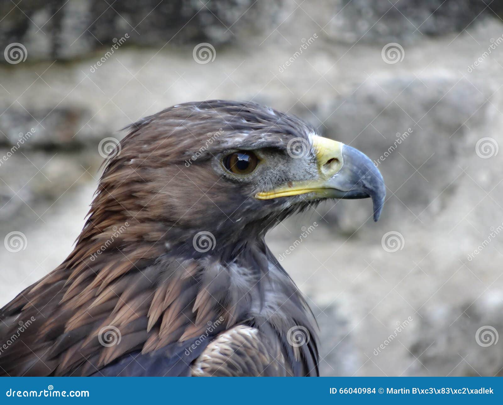 Eagle head stock photo. Image of freedom, face, blue - 66040984