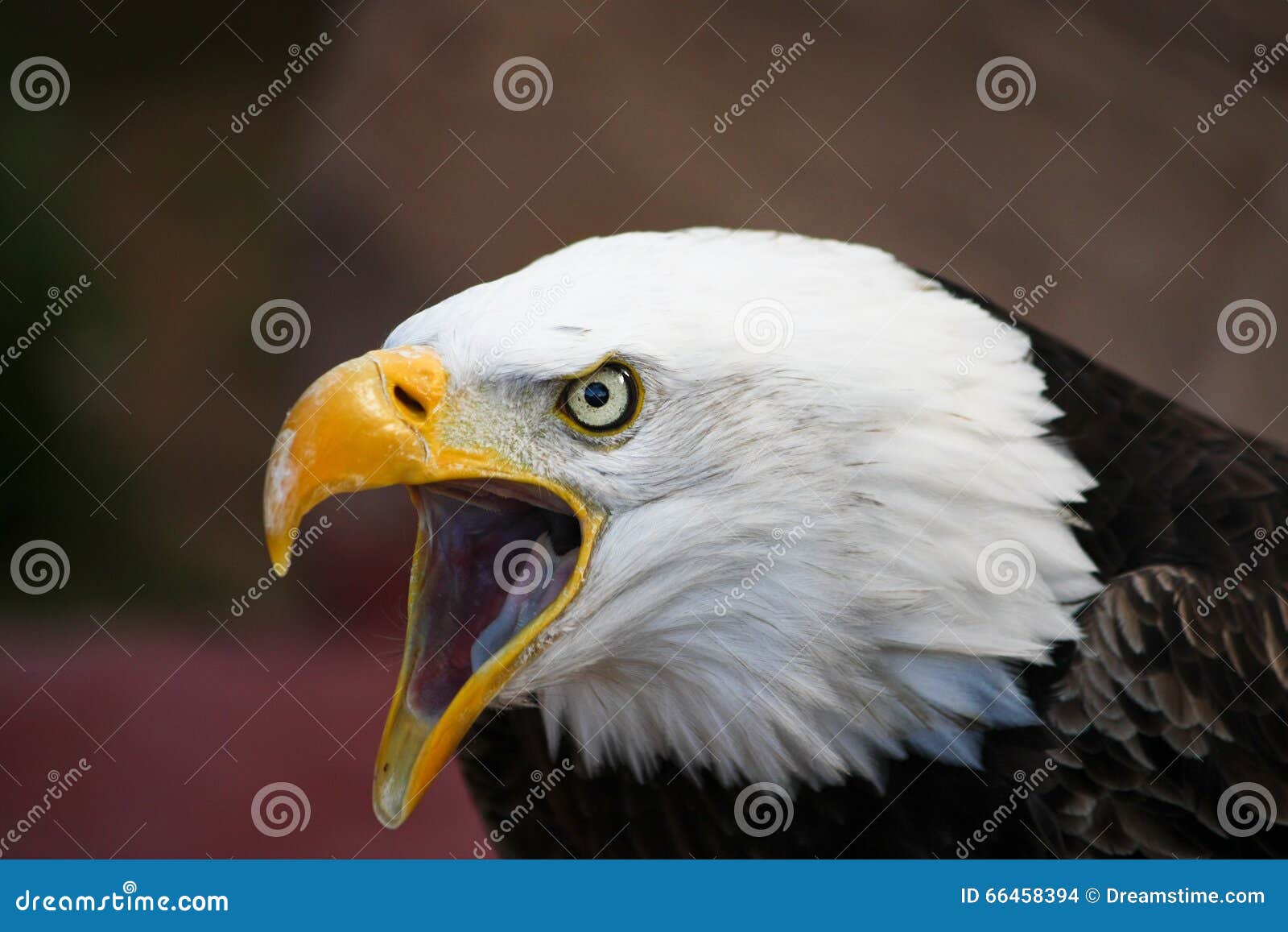 Screaming Eagle Head