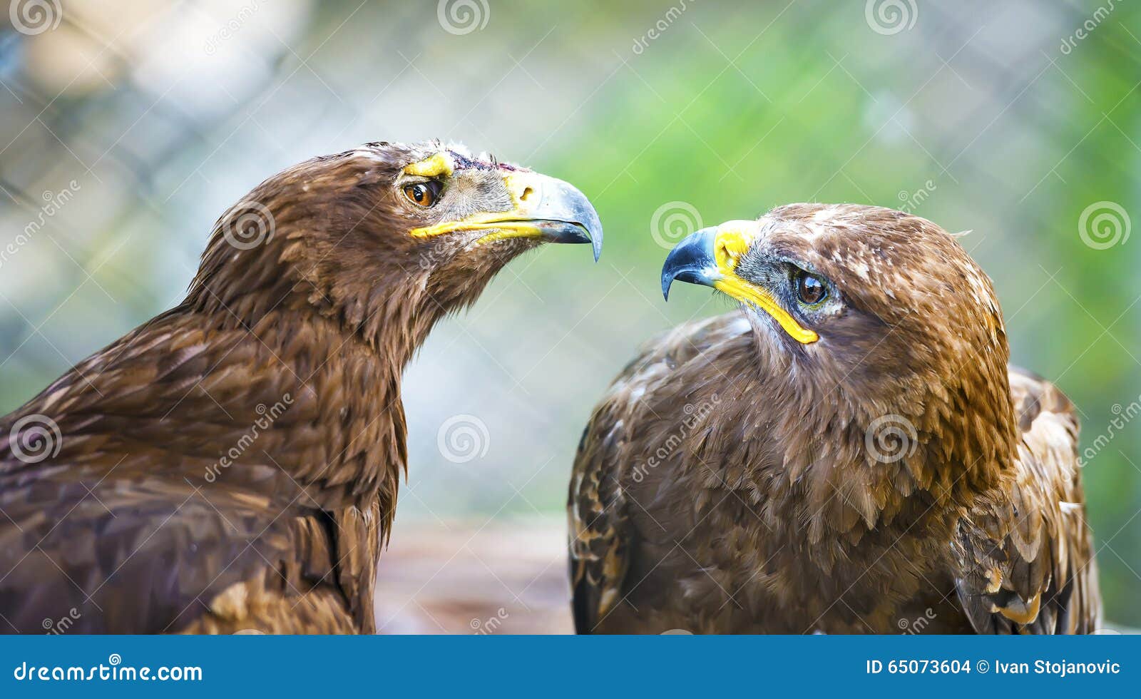 Eagle heads stock photo. Image of mating, look, facing - 65073604