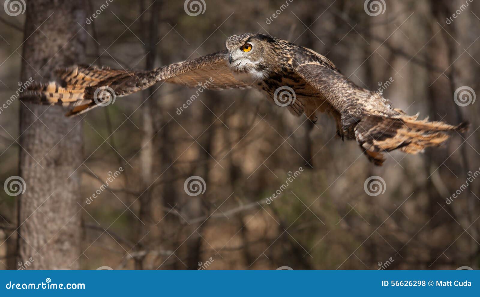 Eagle-hibou en vol photo stock. Image du oiseau, sauvage - 56626298
