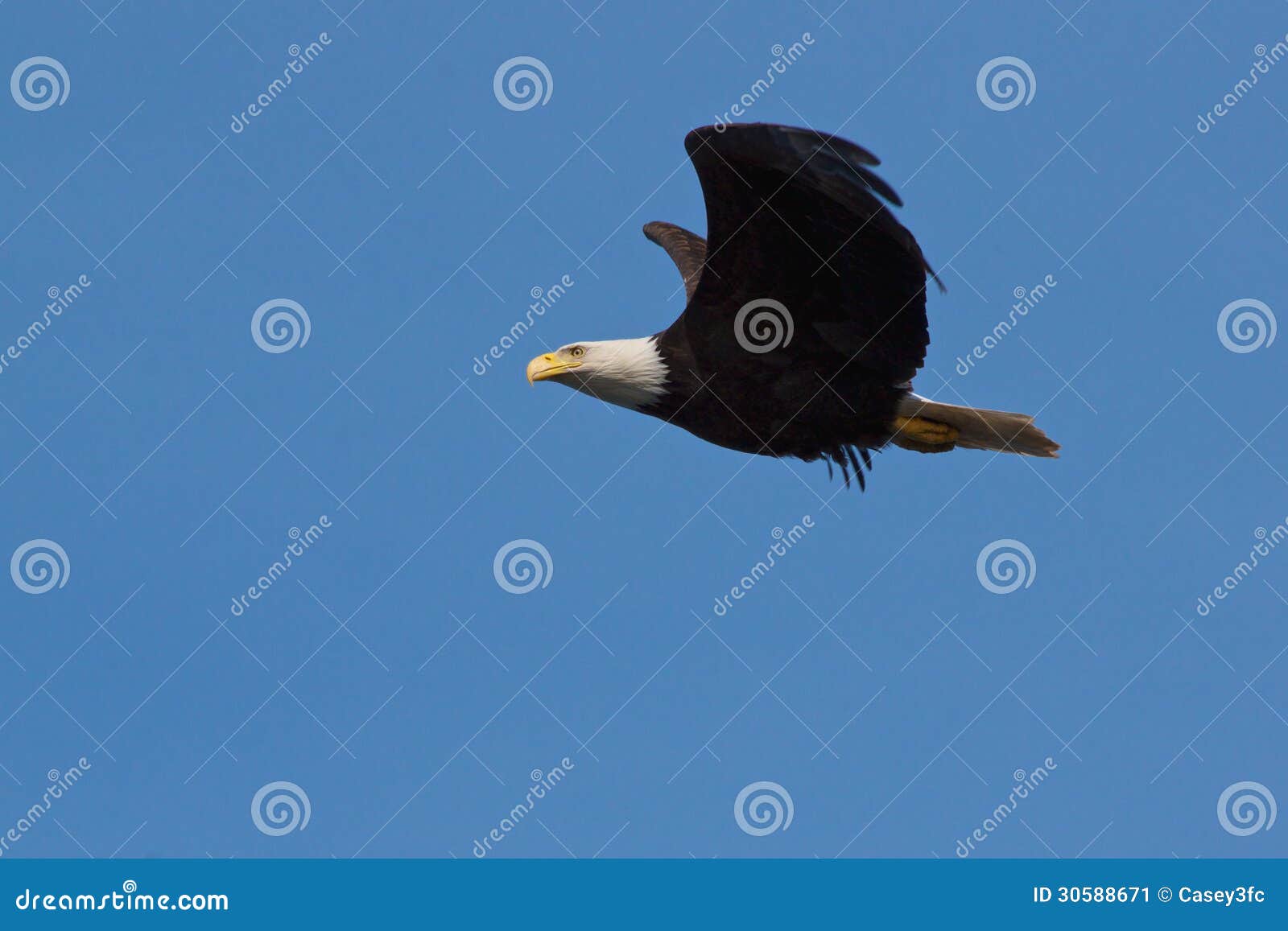 Eagle in High Wind stock image. Image of noble, flight - 30588671