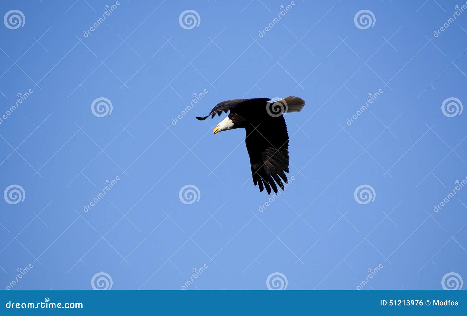 Eagle Hunting Prey stock photo. Image of mature, isolated - 51213976