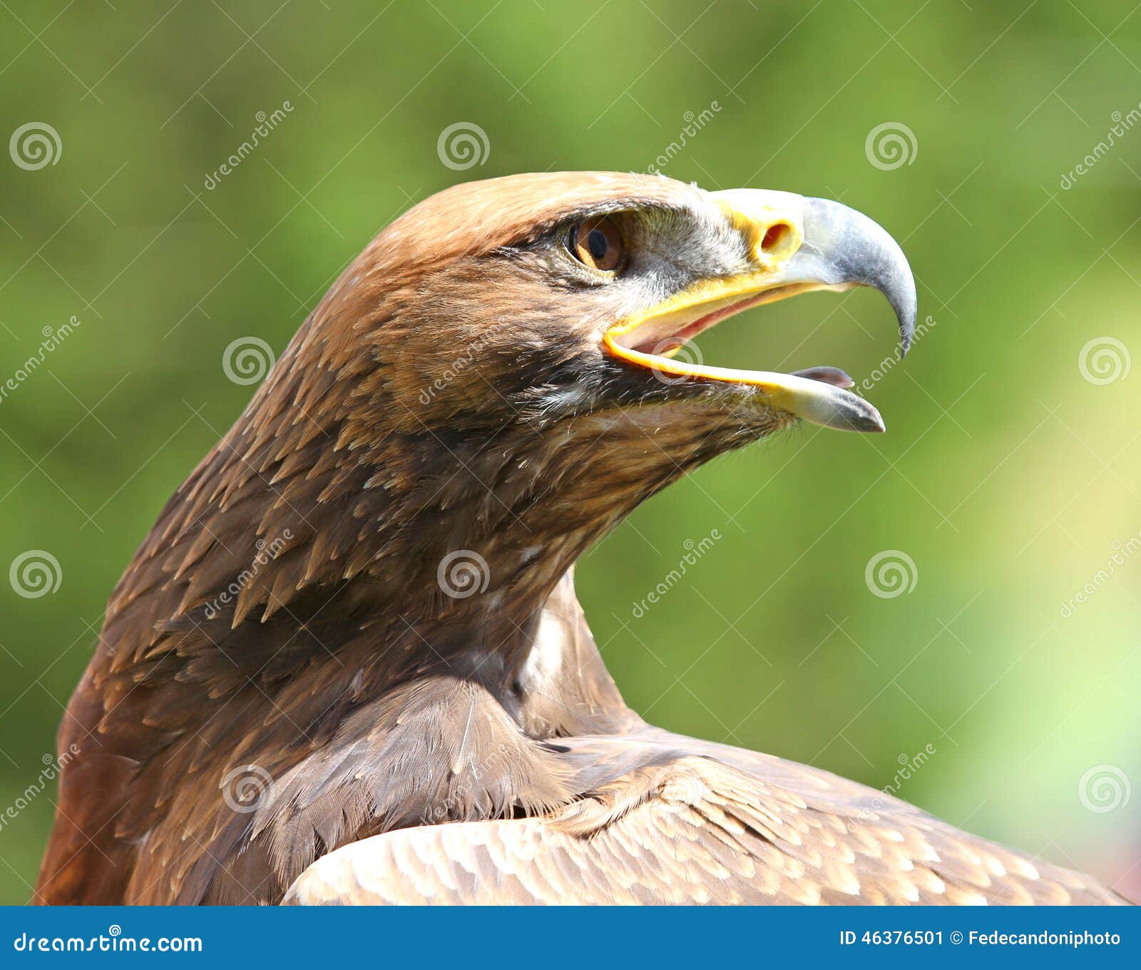 Eagle with Its Beak Wide Open Stock Image - Image of beak, pride: 46376501