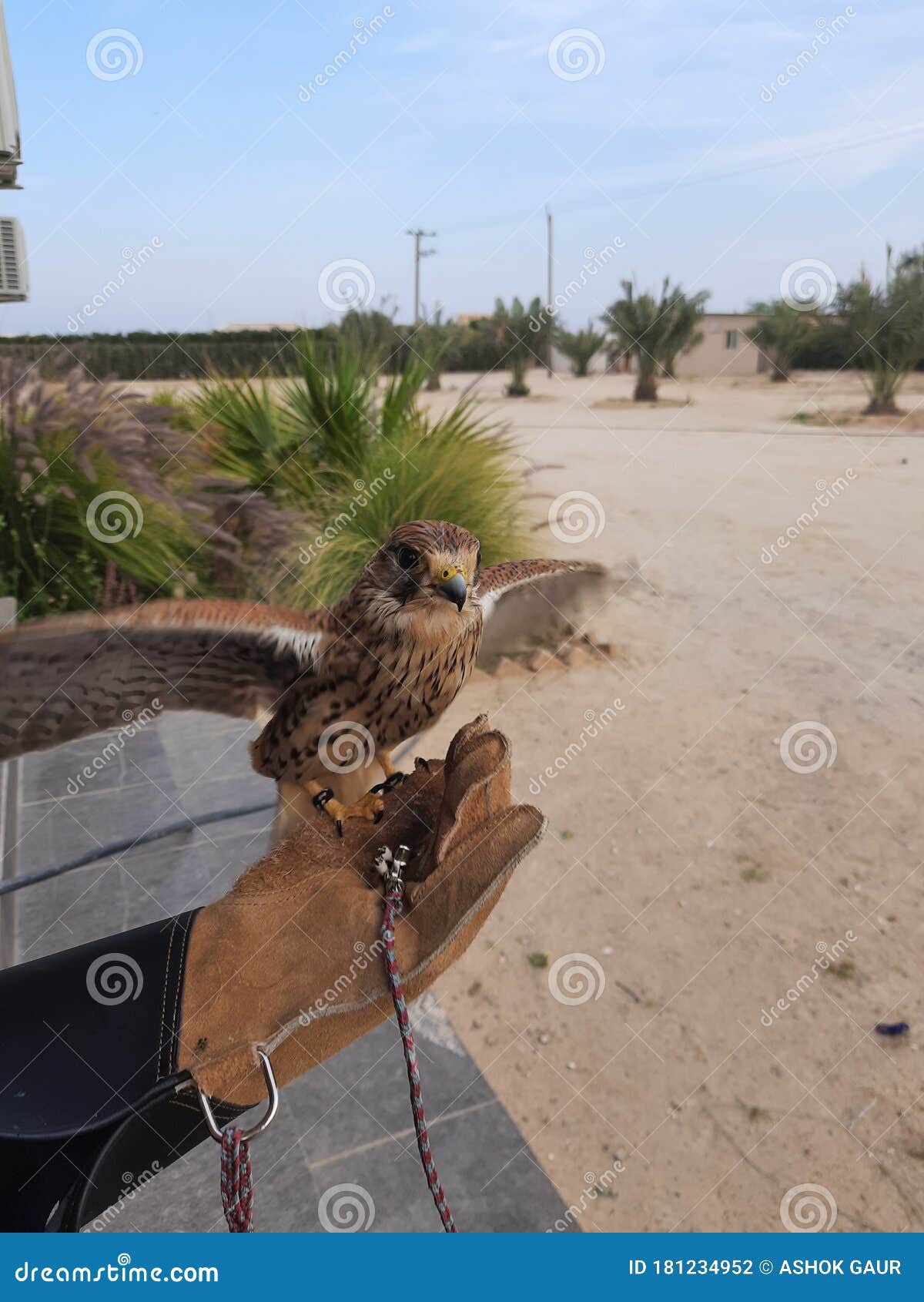 The Eagle that is Kuwait& X27;s National Bird Stock Photo - Image of ...