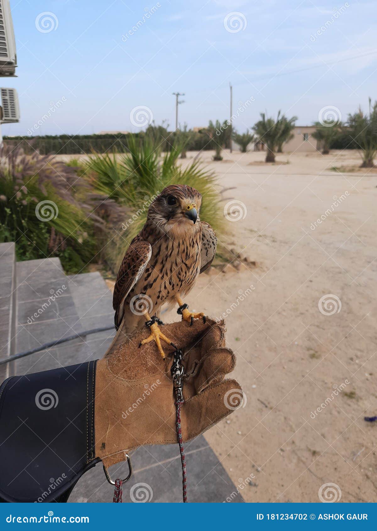 The Eagle that is Kuwait& X27;s National Bird Stock Photo - Image of ...