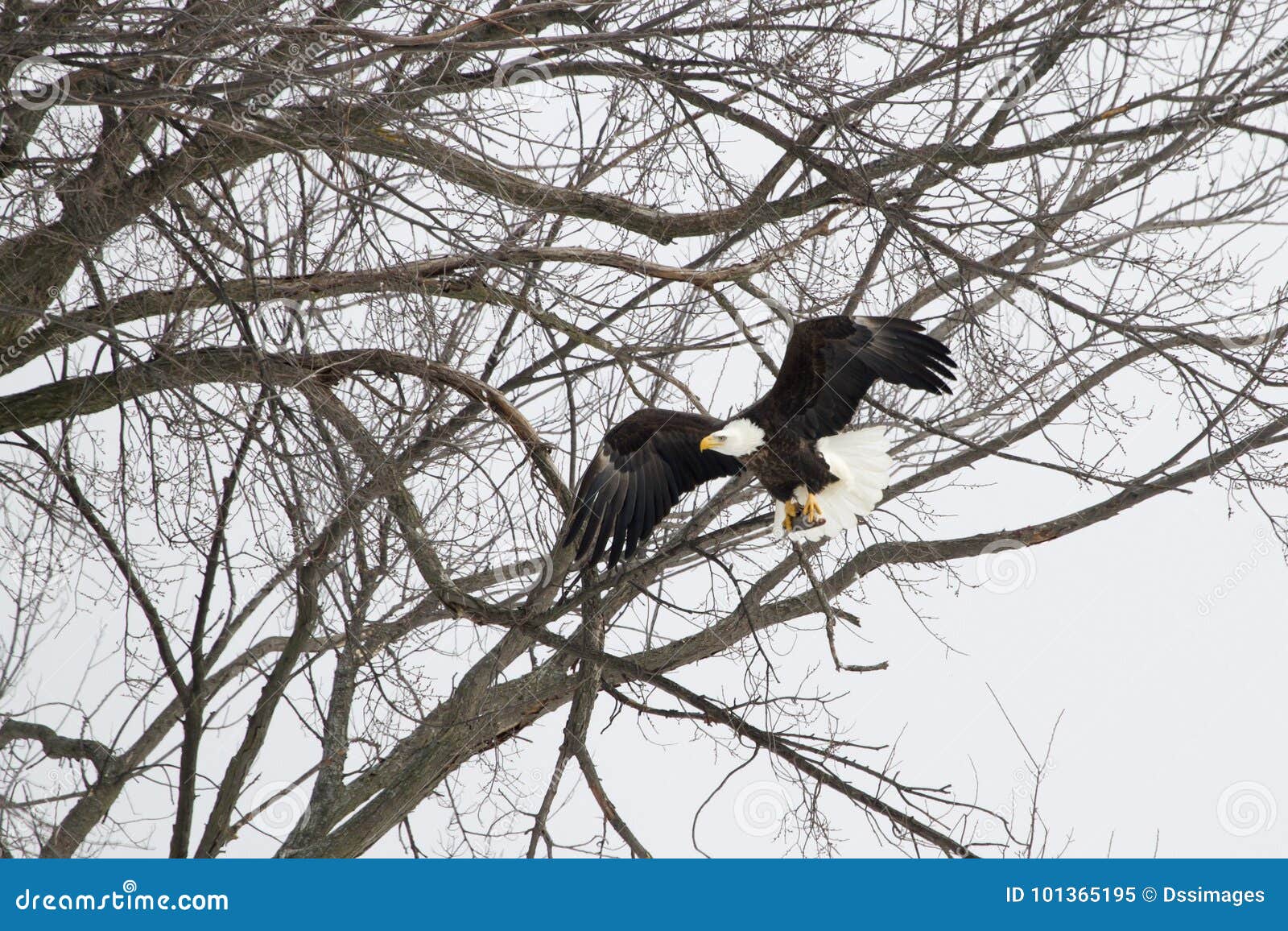 Eagle Landing in a Tree stock image. Image of hunter - 101365195