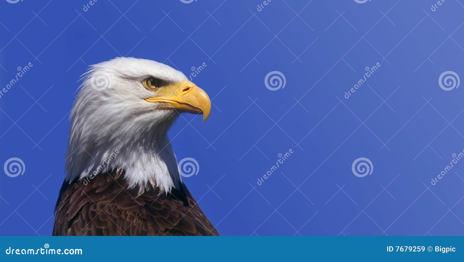 Eagle Large Background Shade Stock Image - Image of eagle, large: 7679259