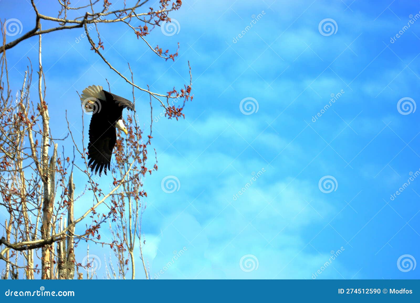 Eagle Launching Off Branch Left Framed Stock Photo - Image of left ...