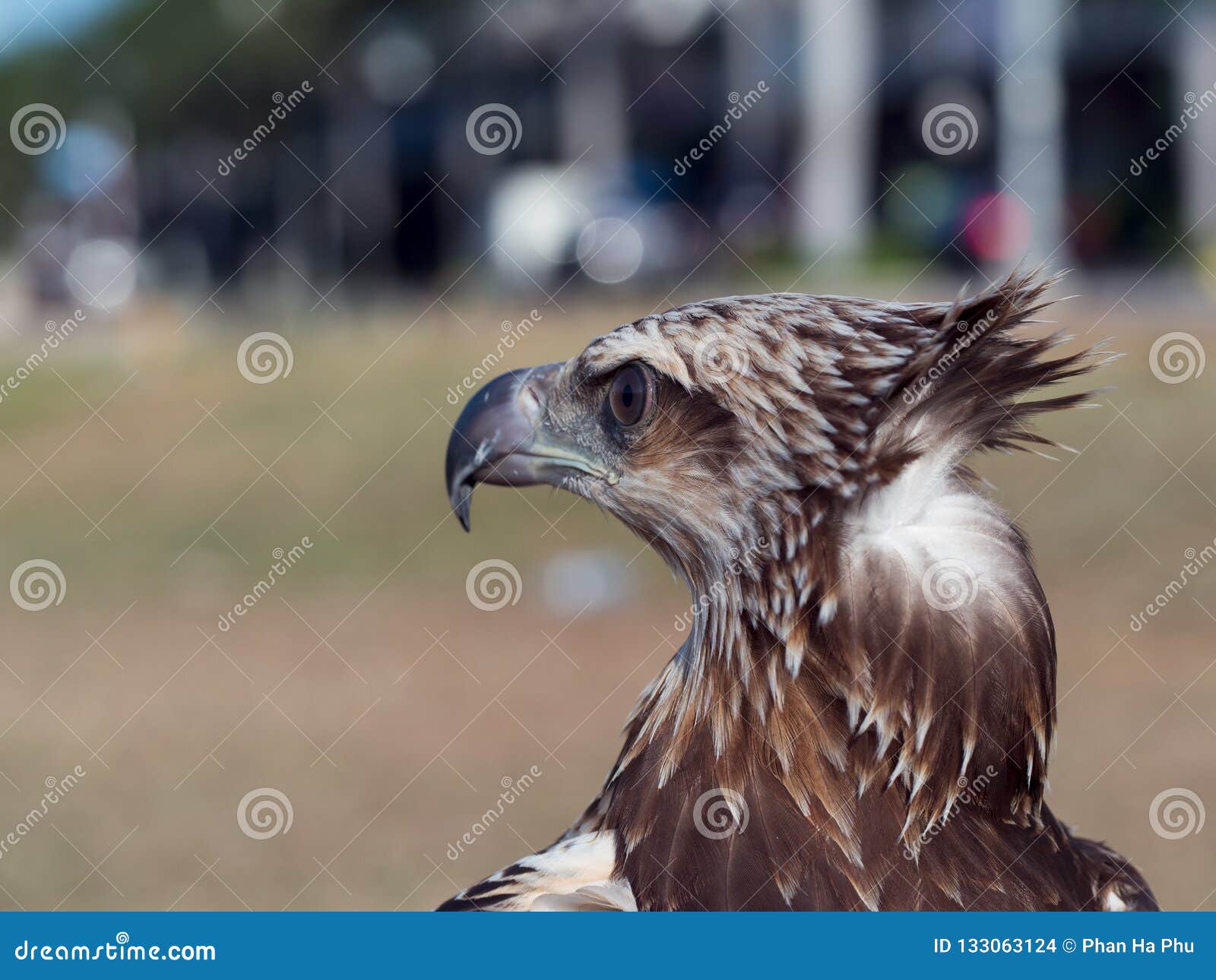 A eagle looking ahead stock photo. Image of branches - 133063124