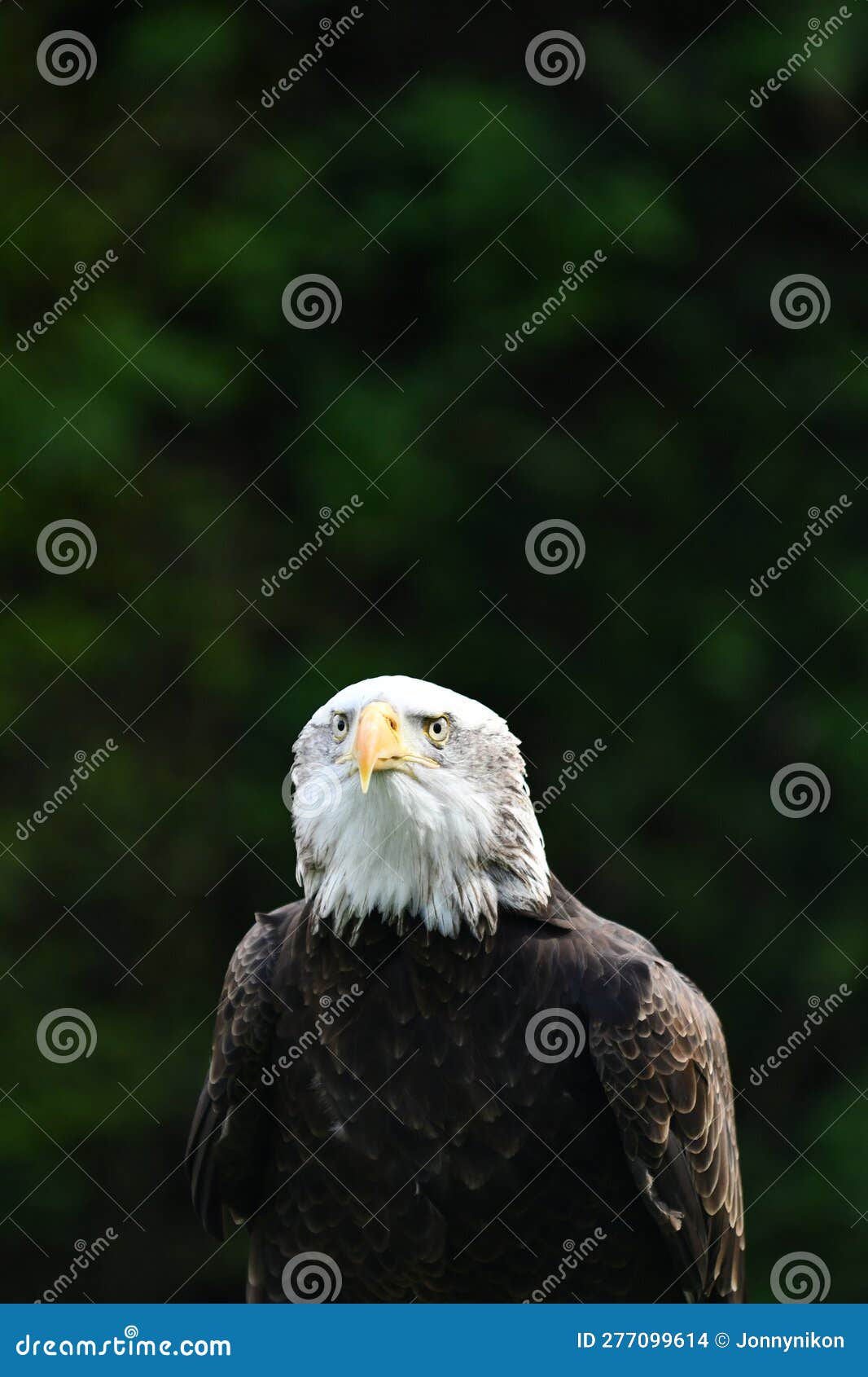 Eagle looking forwards stock photo. Image of accipitriformes - 277099614