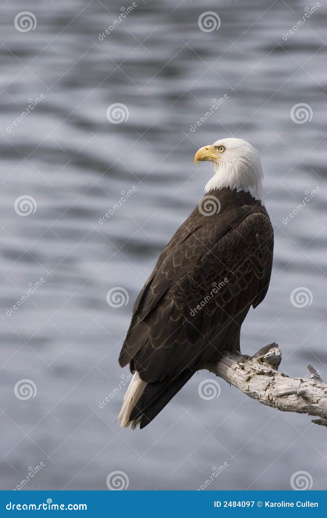 Eagle Looking Left stock image. Image of british, sharp - 2484097