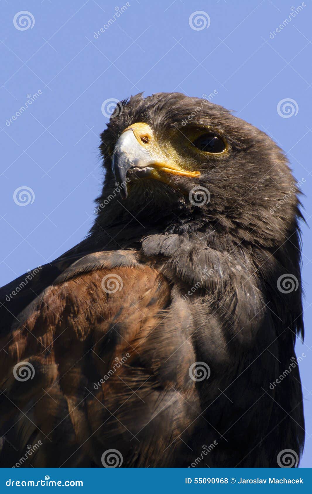 Eagle looks stock photo. Image of looks, distance, bird - 55090968