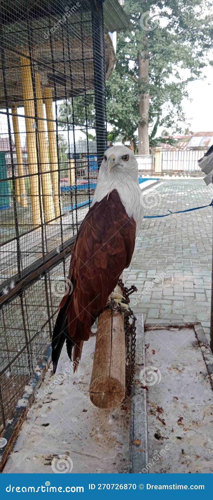 The eagle looks handsome stock photo. Image of wildlife - 270726870