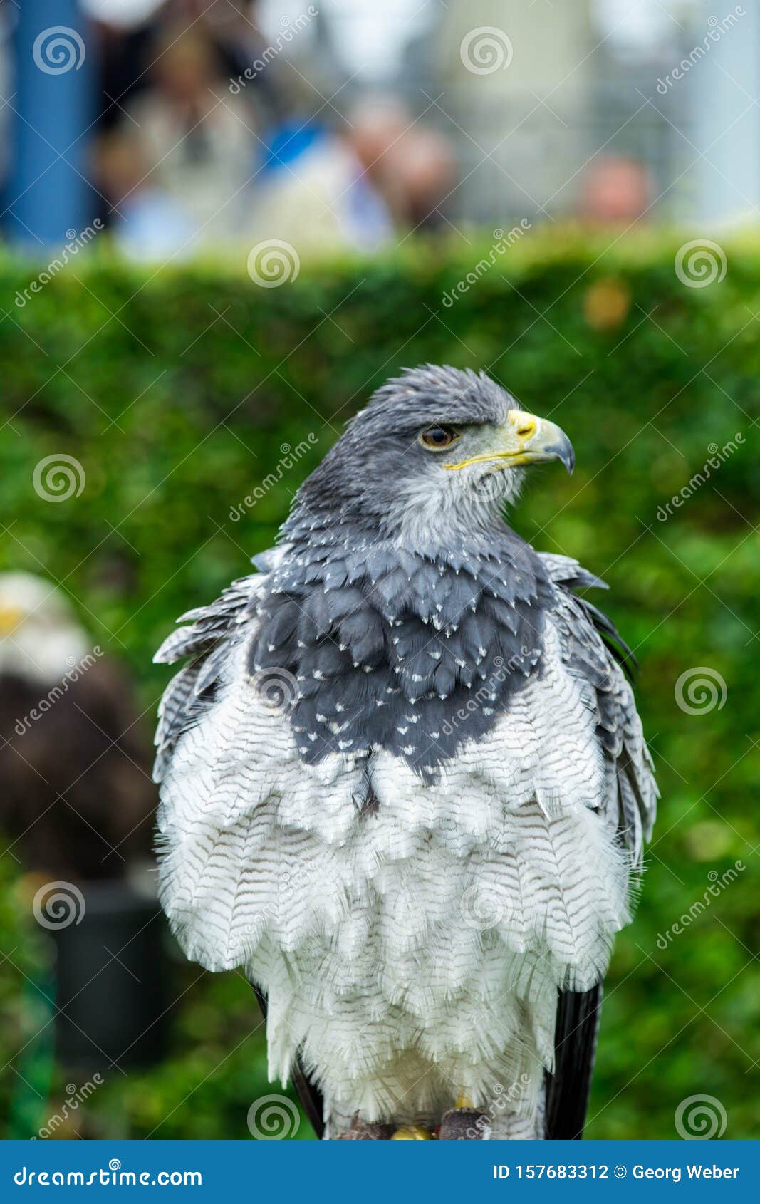 The Eagle Looks at the Spectators from Different Angles Stock Photo ...