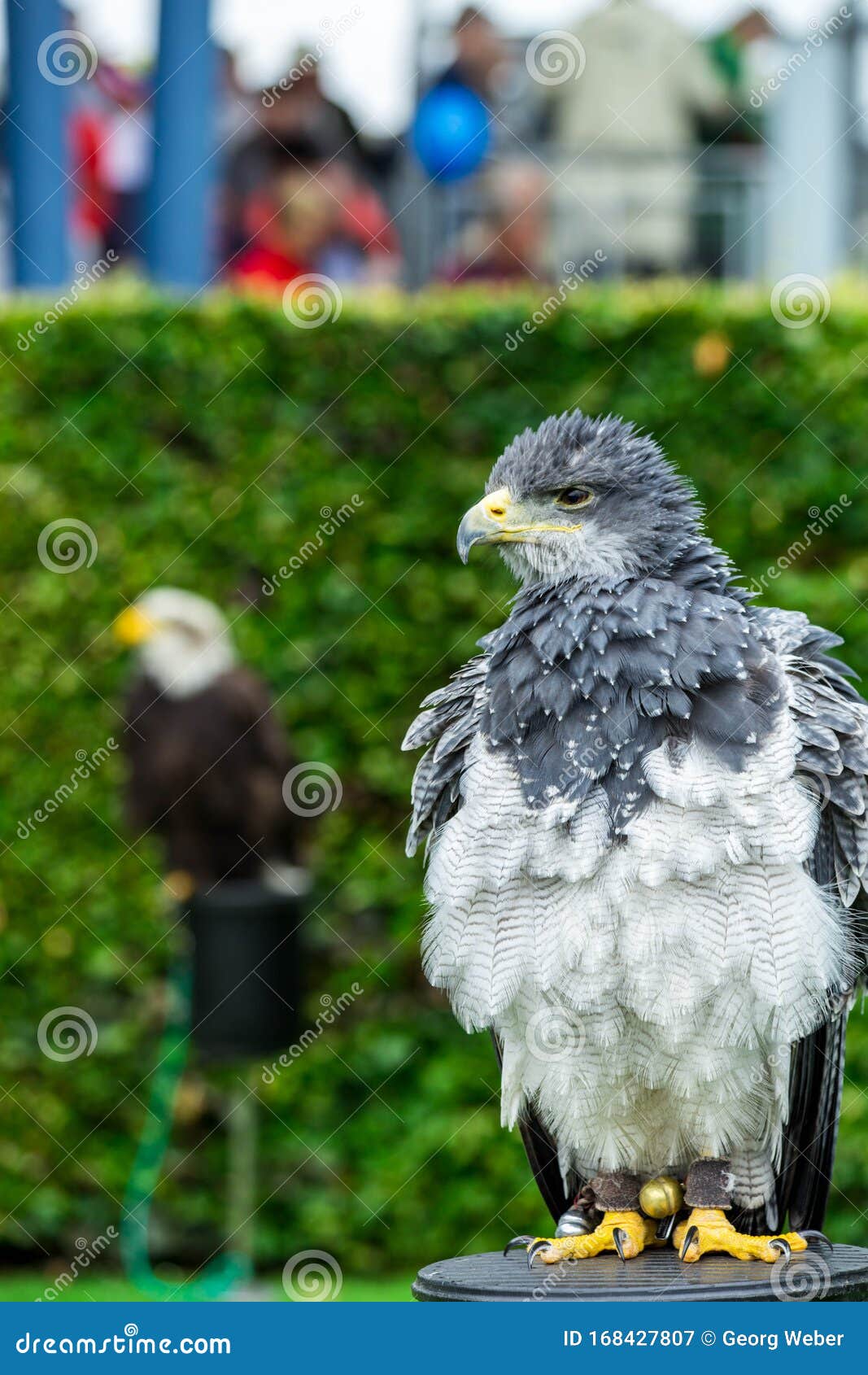 The Eagle Looks at the Spectators from Different Angles. Stock Image ...