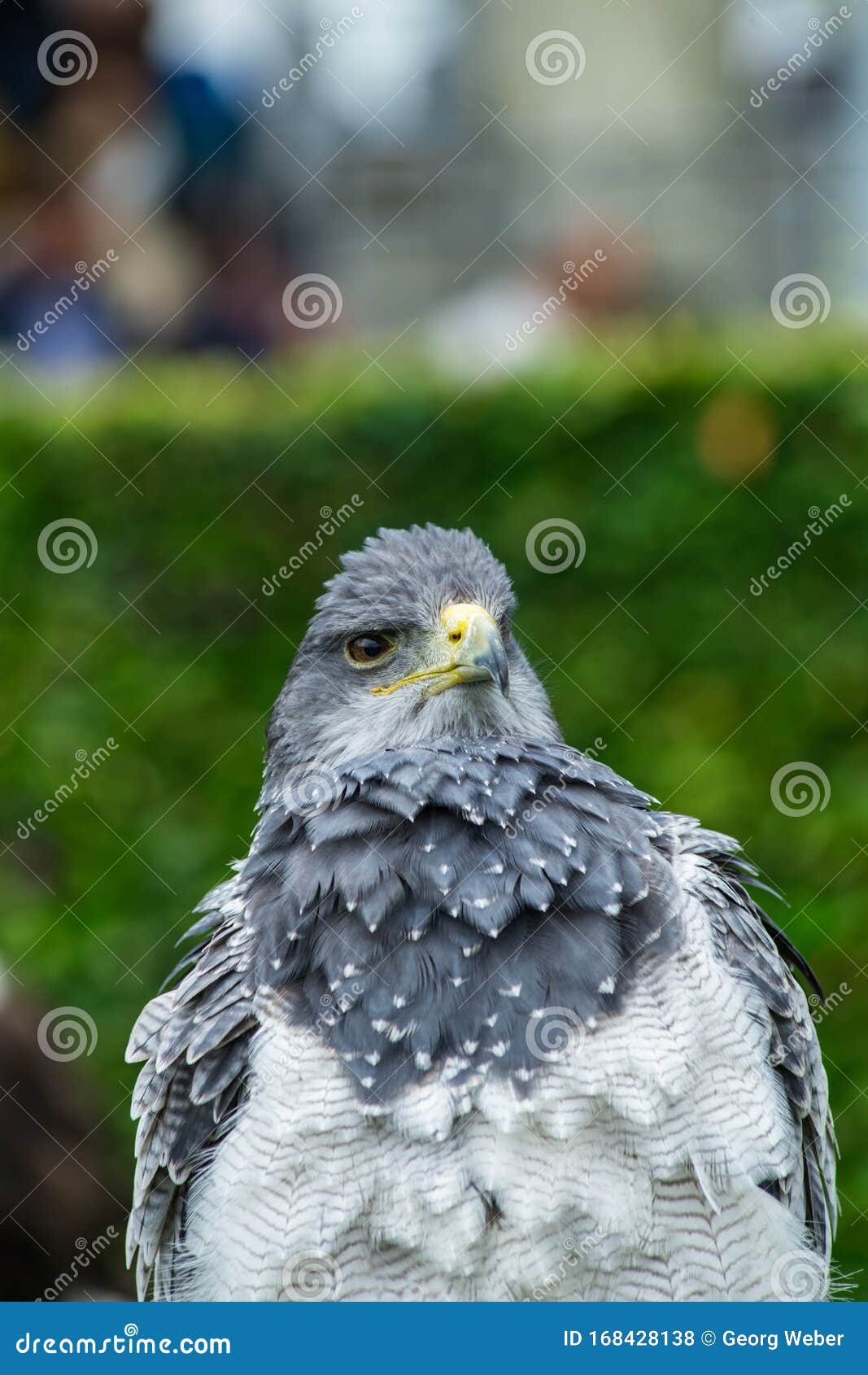 The Eagle Looks at the Spectators from Different Angles. Stock Photo ...