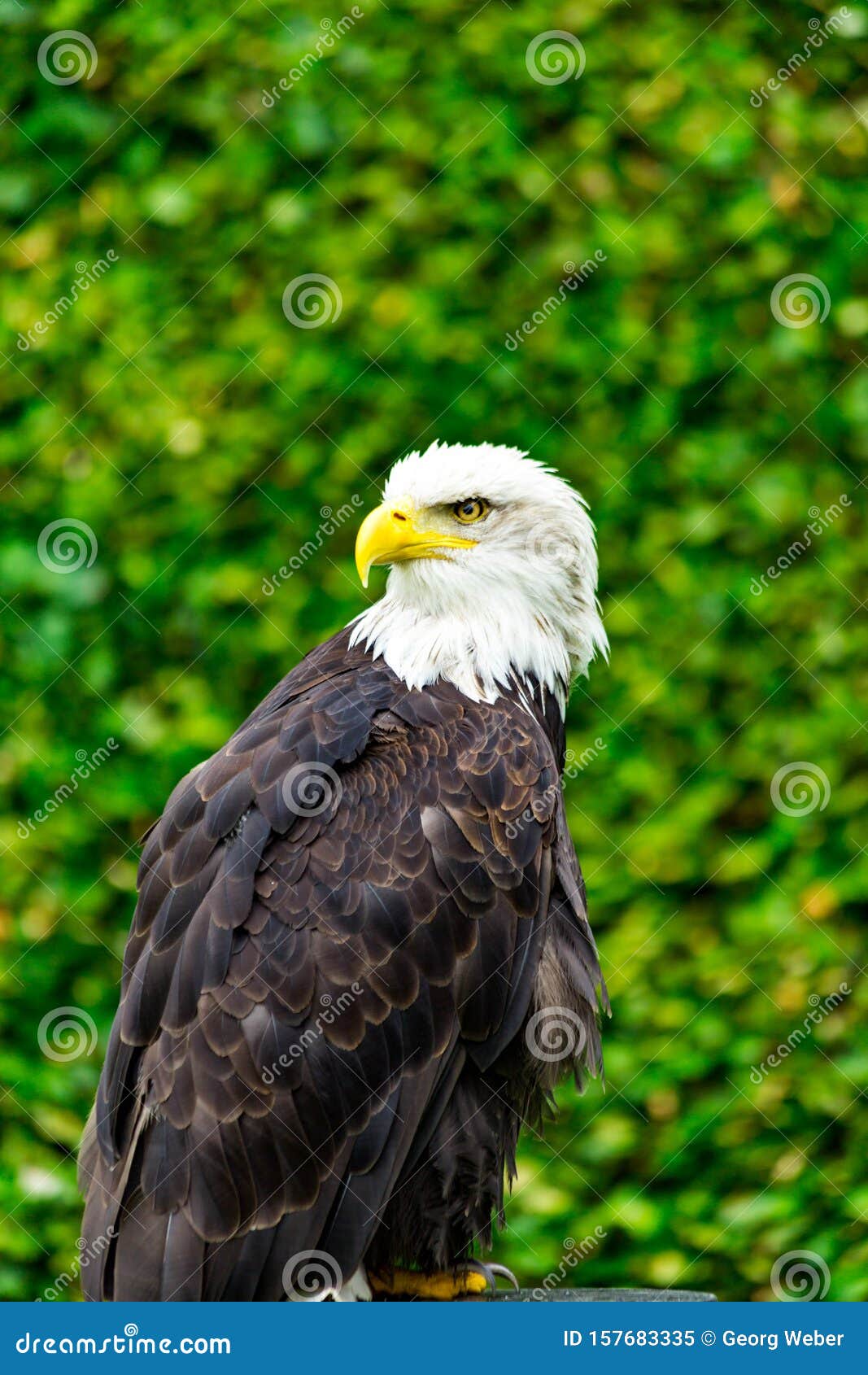 The Eagle Looks at the Spectators from Different Angles Stock Image ...