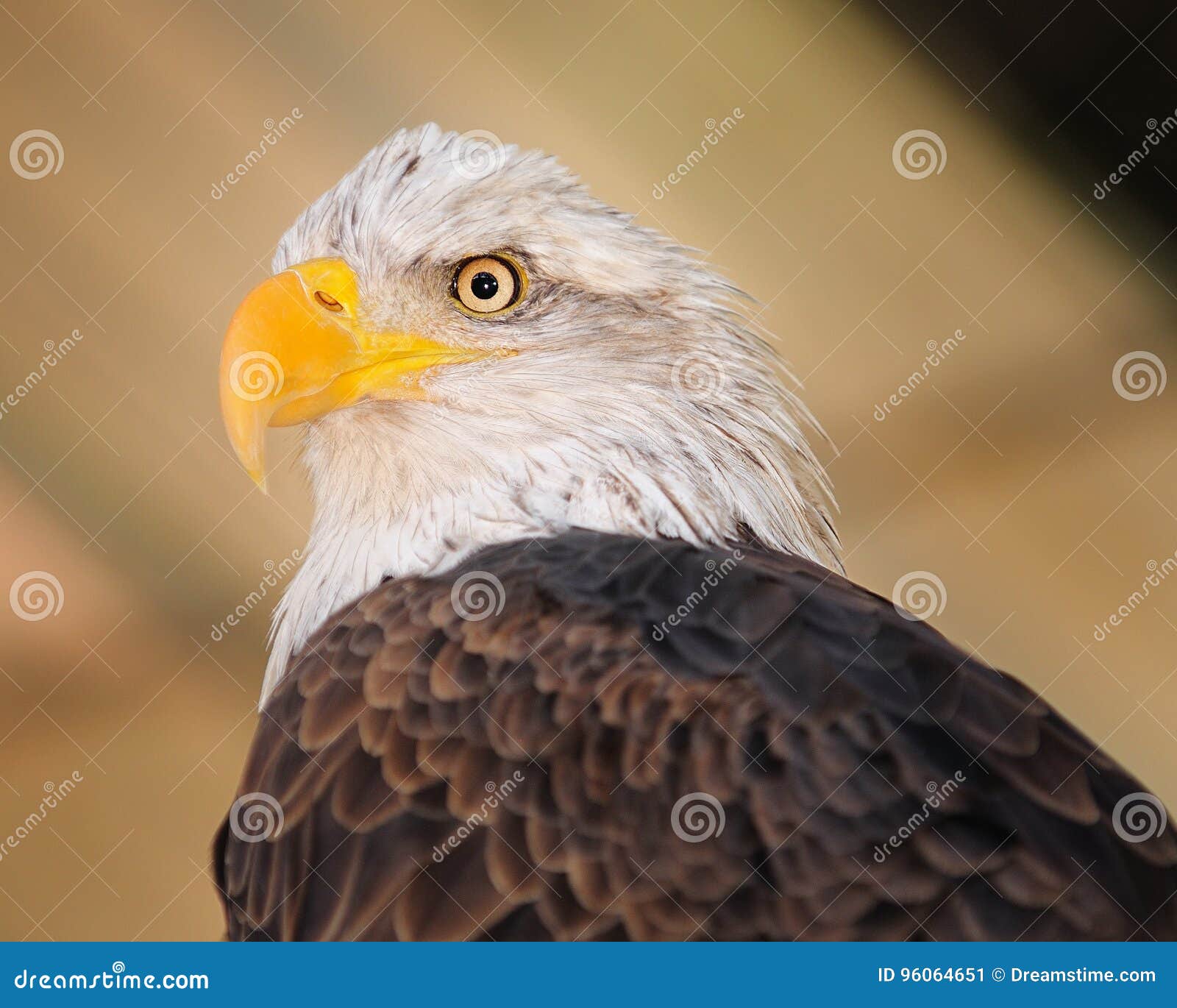 Eagle stock image. Image of wildlife, eagle, majestic - 96064651