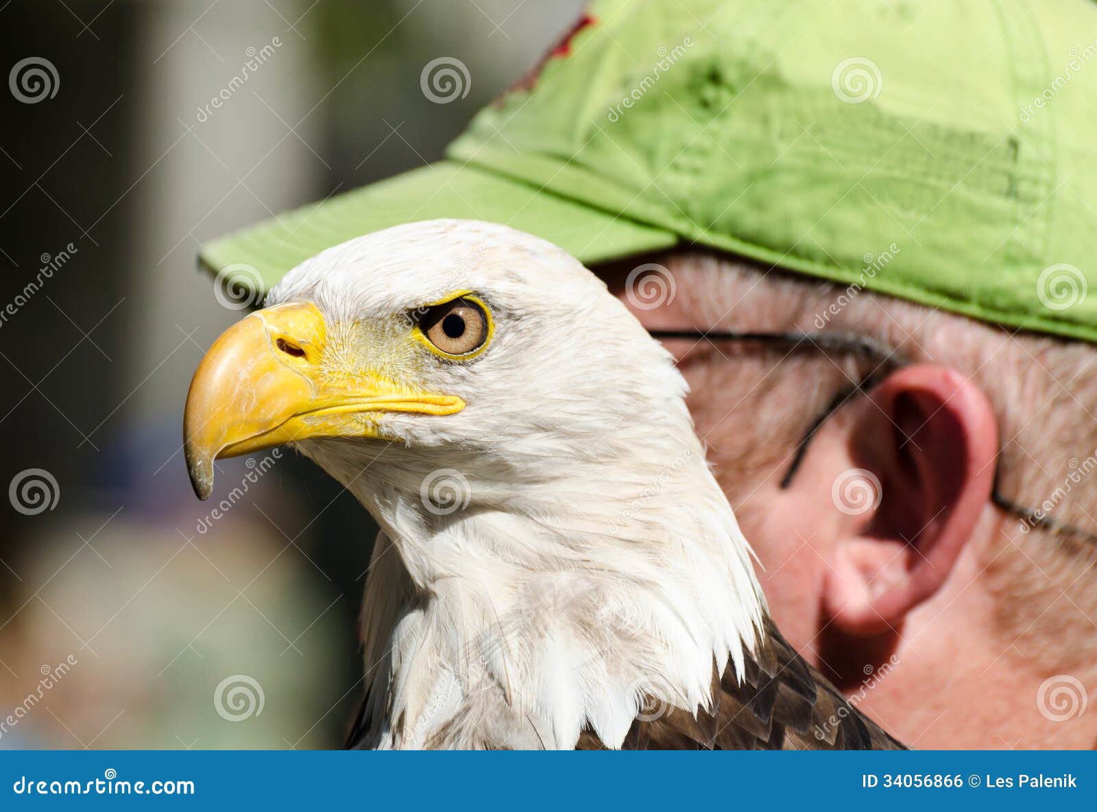 Eagle and Man stock photo. Image of trainer, bird, eagle - 34056866
