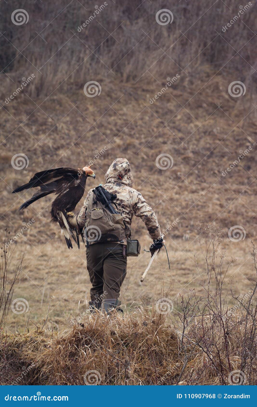 Eagle on man`s hand stock photo. Image of field, farming - 110907968
