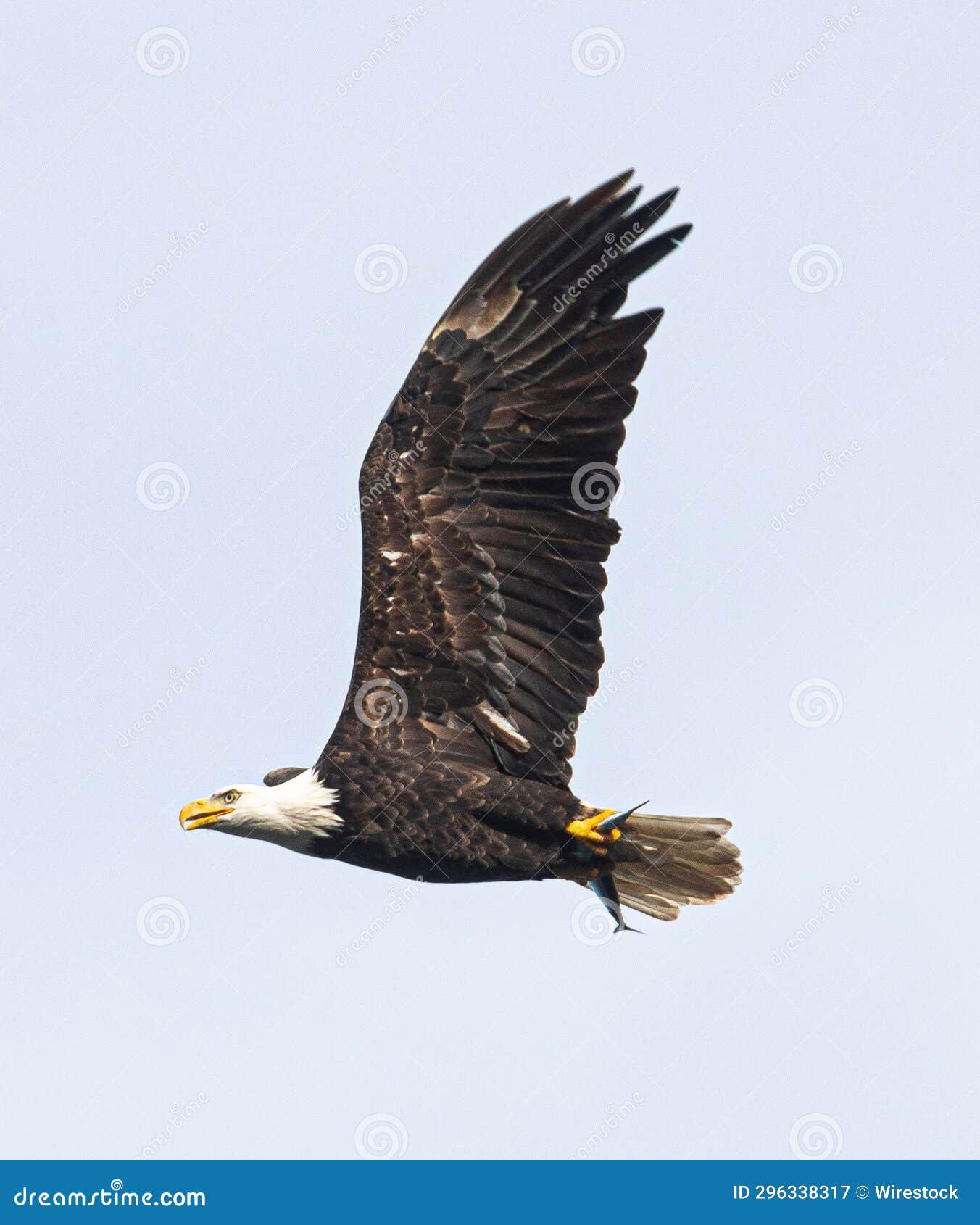 Eagle in Mid-flight with Its Wings Spread Wide Stock Image - Image of ...