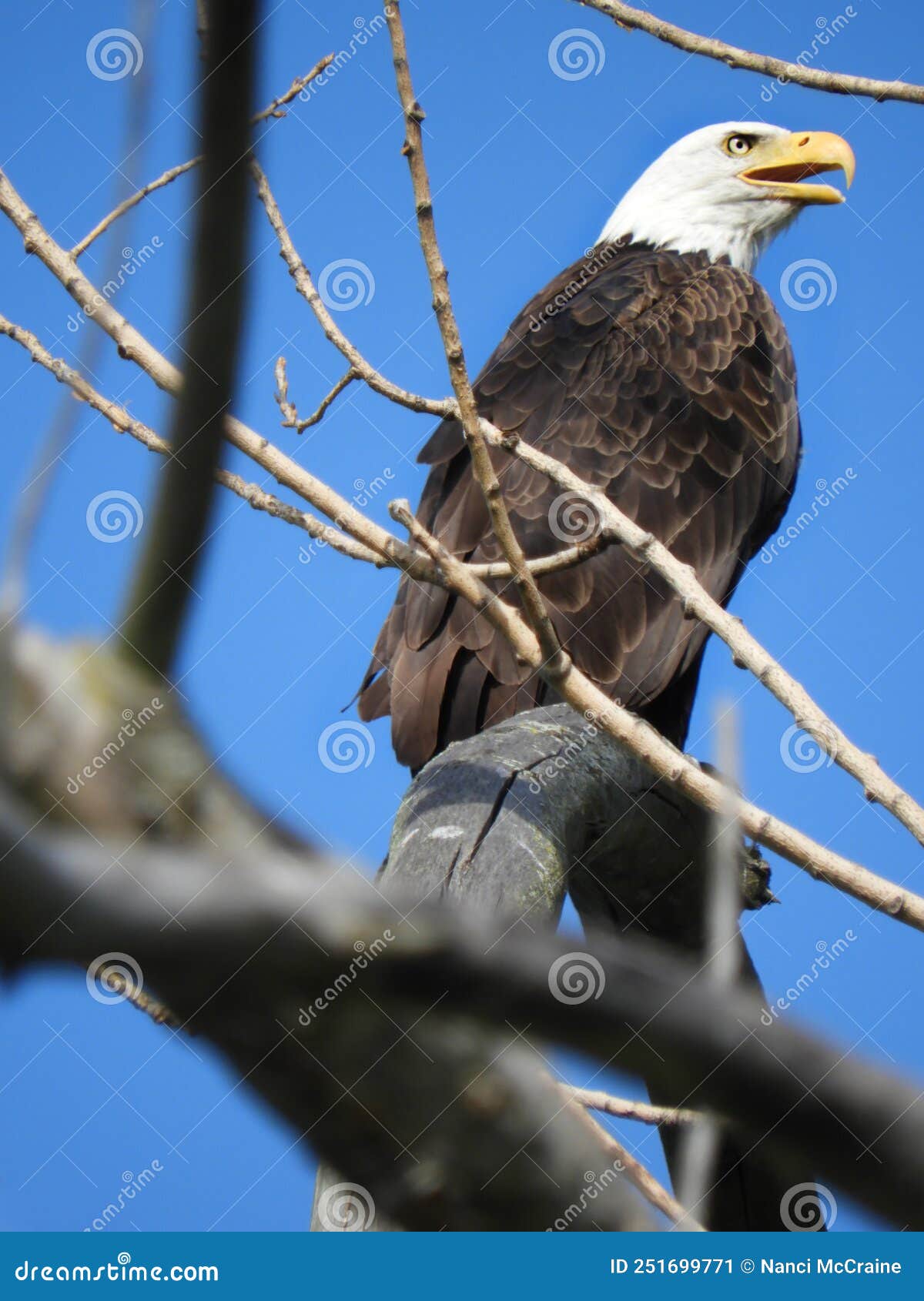 Bald Eagle in Hot Summer Sunshine on Cayuga Lake FLX Stock Image ...