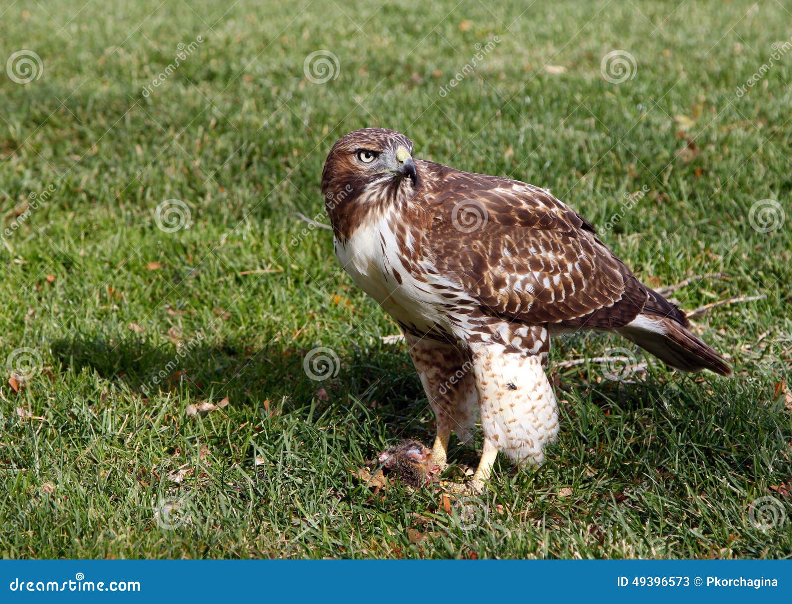 Eagle and a mouse stock image. Image of eagle, bird, predator - 49396573