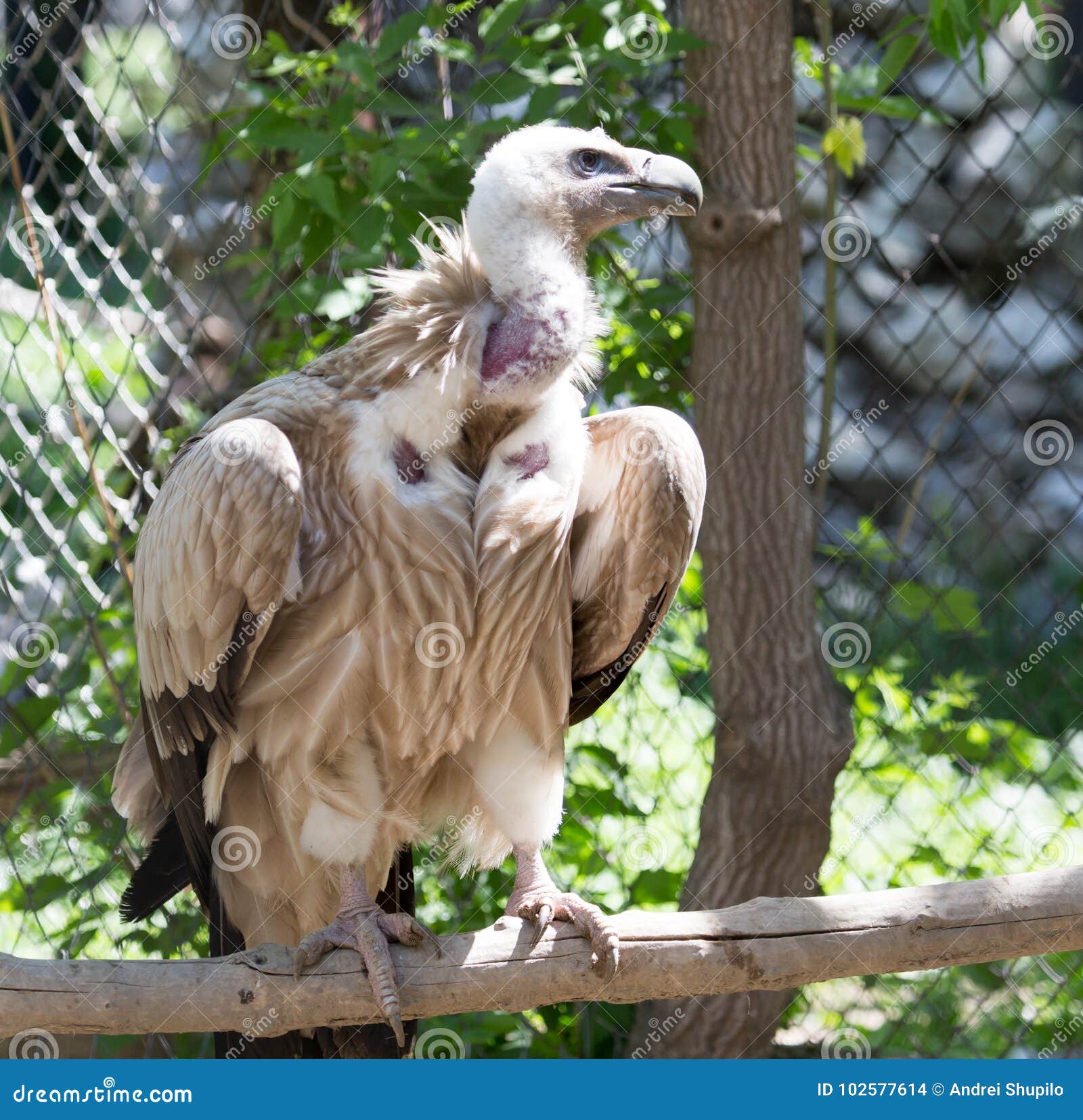 Eagle on the nature stock photo. Image of strength, bird - 102577614