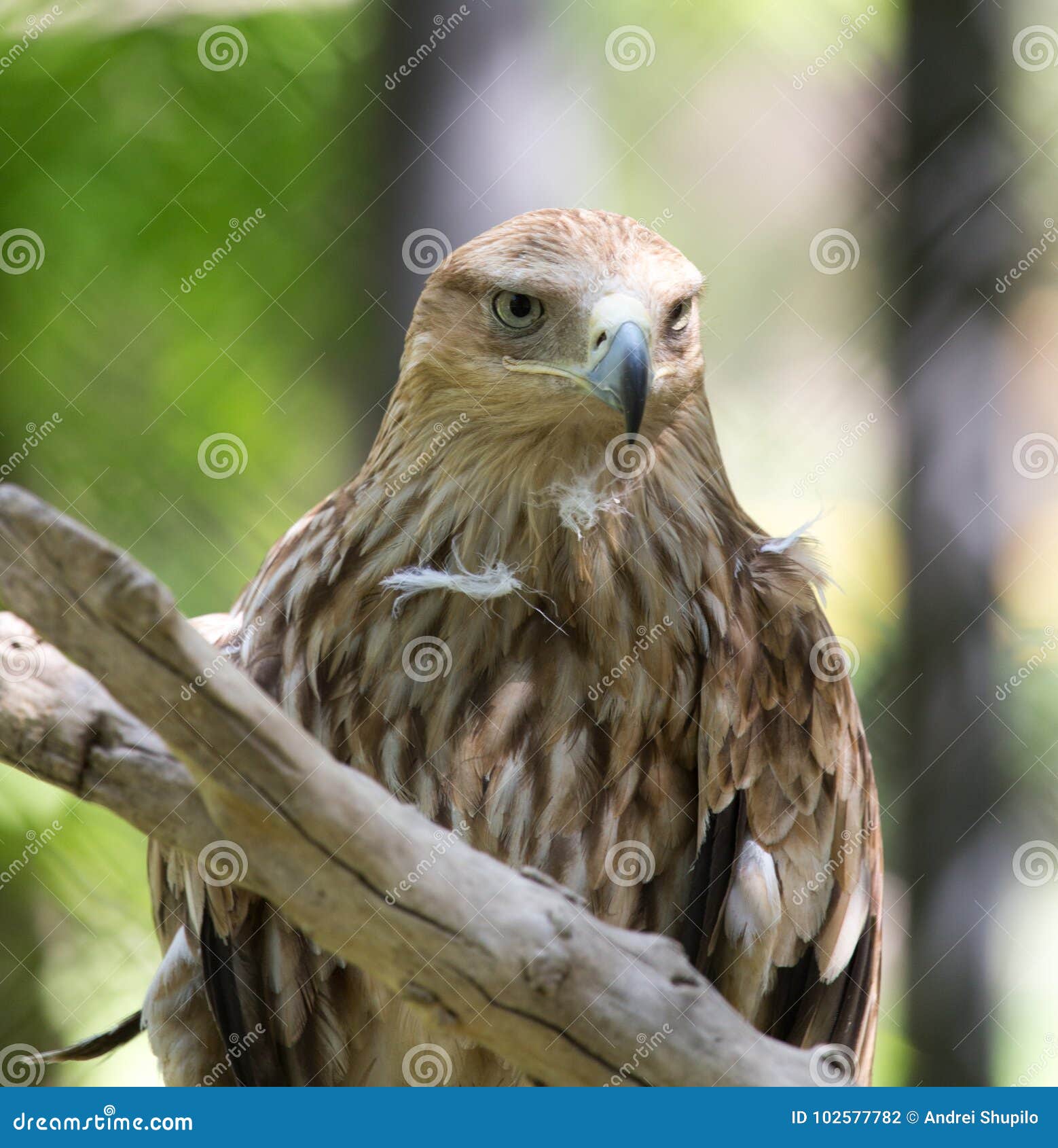 Eagle on the nature stock photo. Image of feathers, bird - 102577782