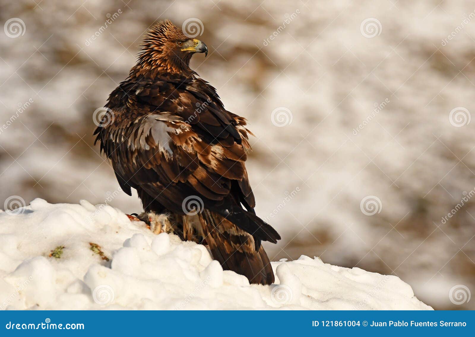 Eagle Observes Its Territory with a Prey between the Claws Stock Photo ...