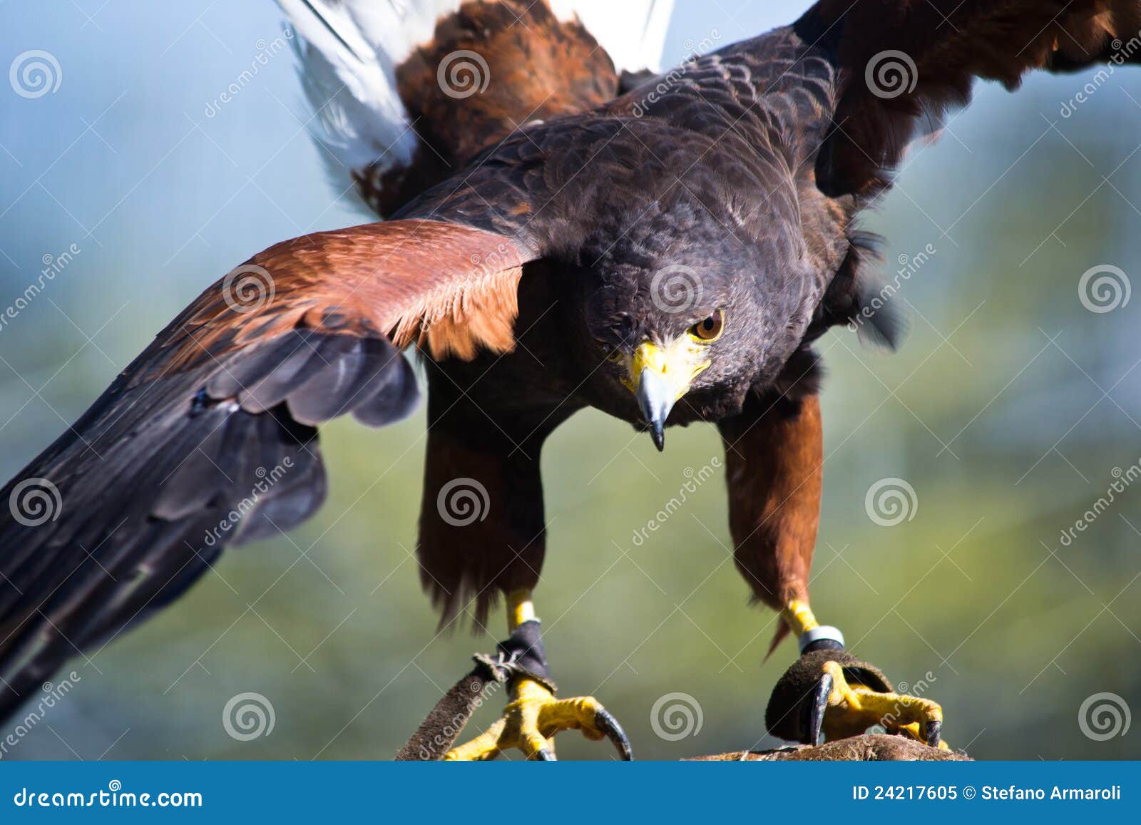 Eagle with open wings stock image. Image of trainer, prey - 24217605