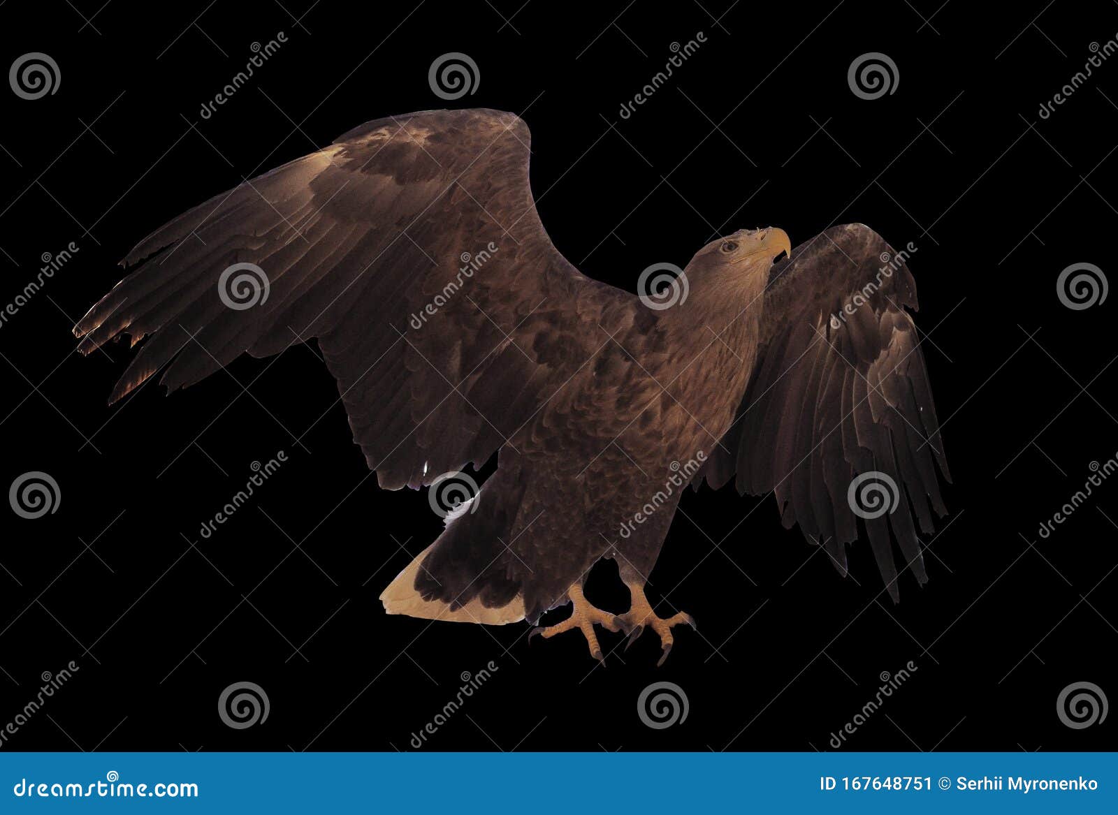 Eagle with Opened Wings Isolated Stock Image - Image of closeup ...