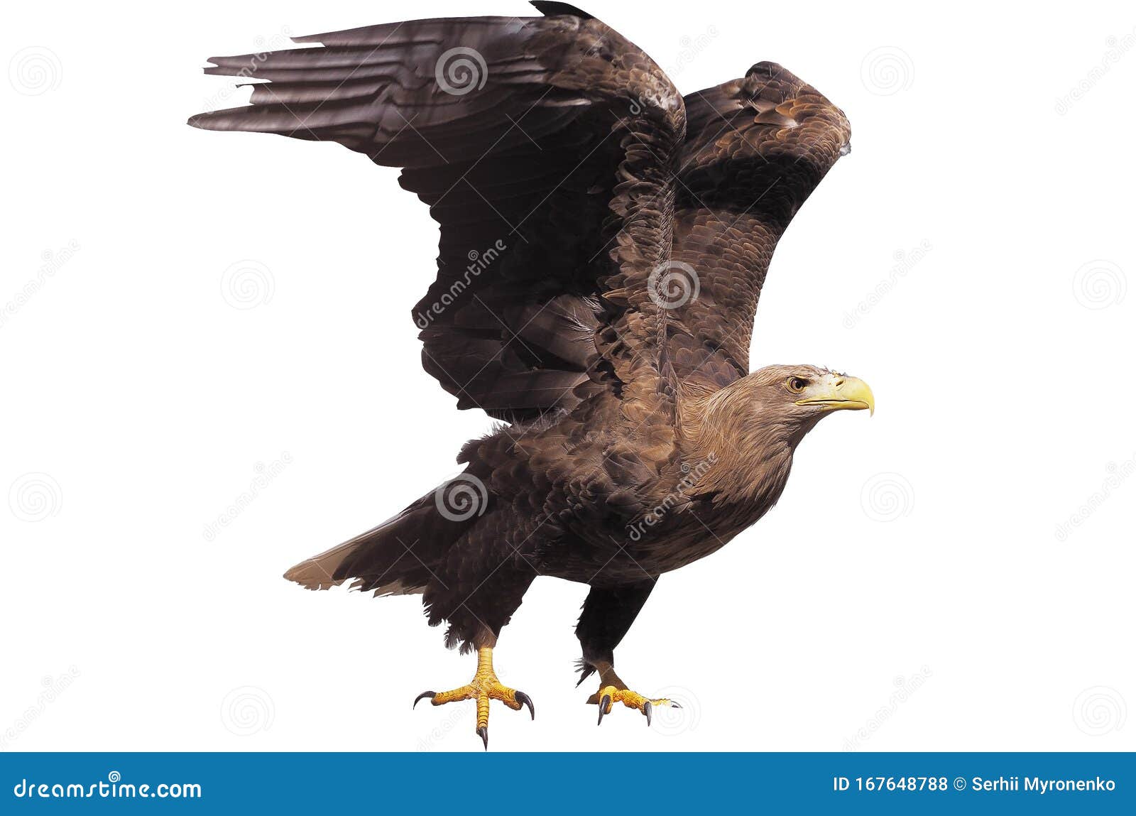 Eagle with Opened Wings Isolated Stock Photo - Image of animal, wild ...
