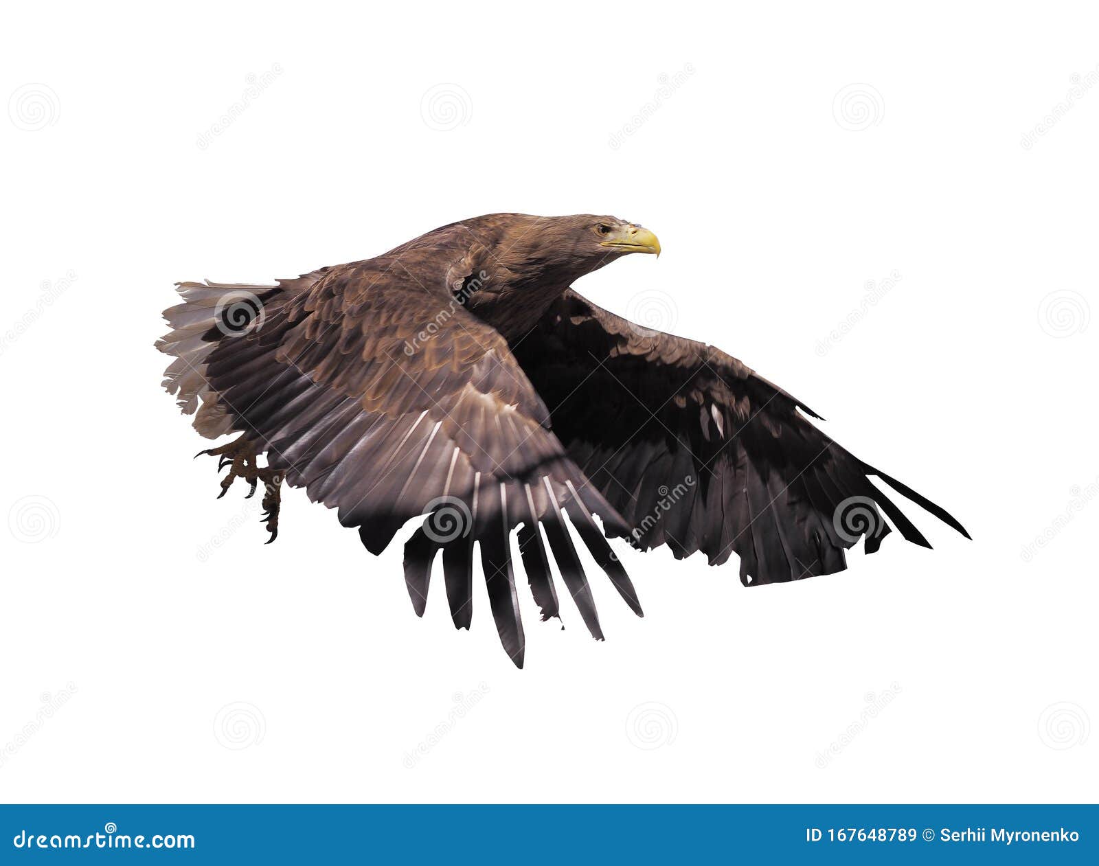 Eagle with Opened Wings Isolated Stock Image - Image of nature, bird ...
