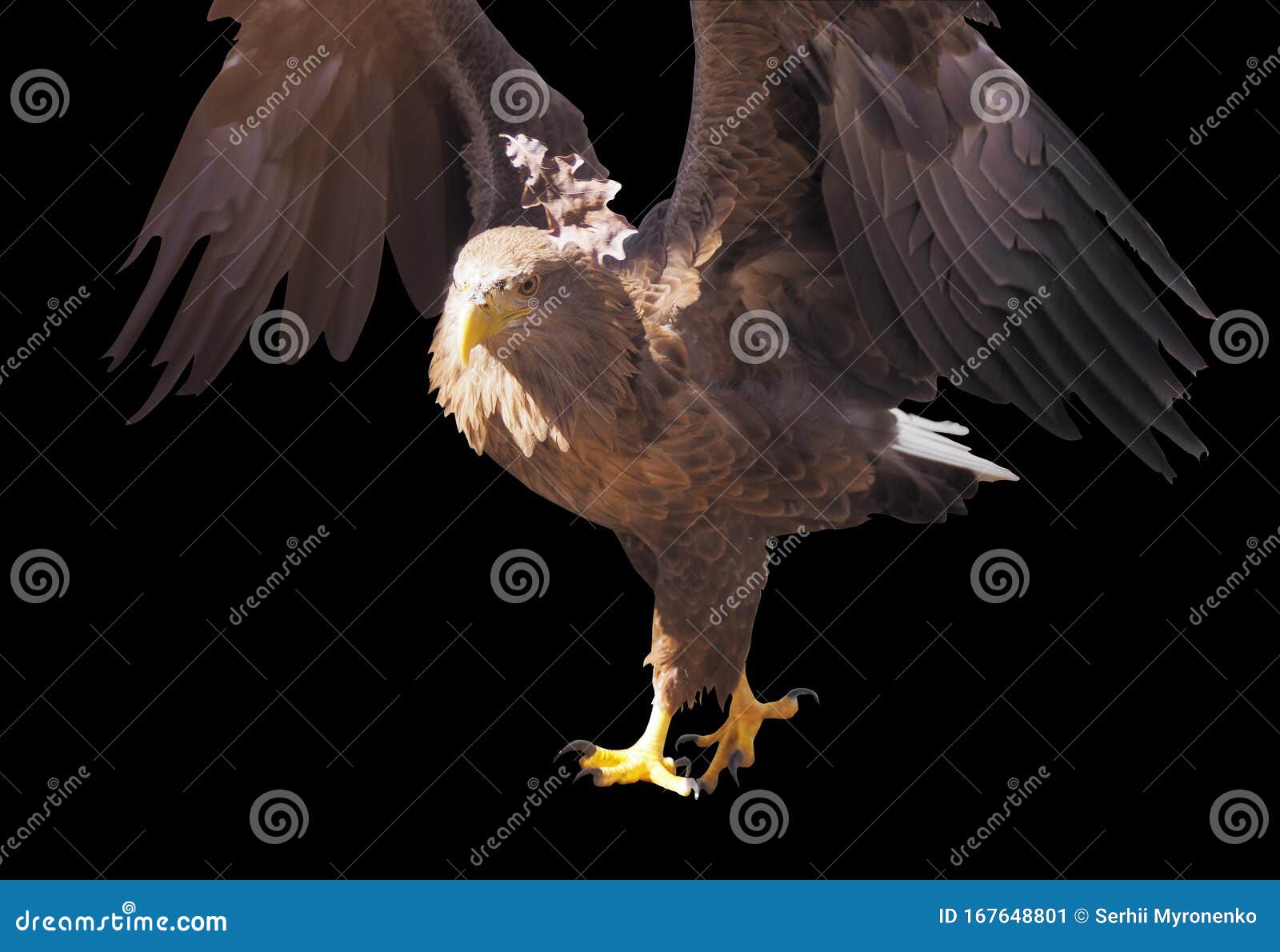 Eagle with Opened Wings Isolated Stock Image - Image of nature, bald ...