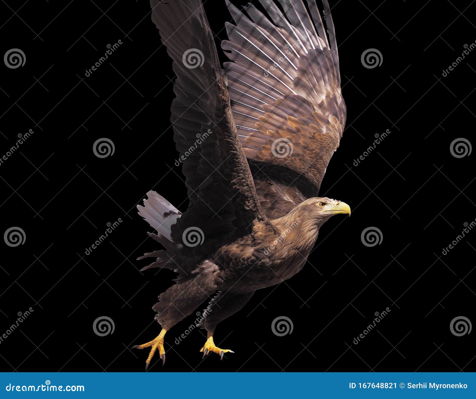 Eagle with Opened Wings Isolated Stock Image - Image of bird, eagle ...