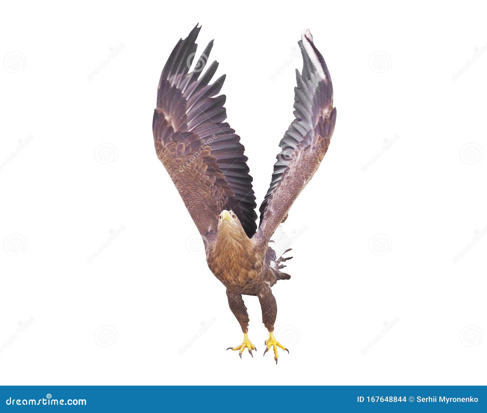 Eagle with Opened Wings Isolated Stock Photo - Image of nature ...