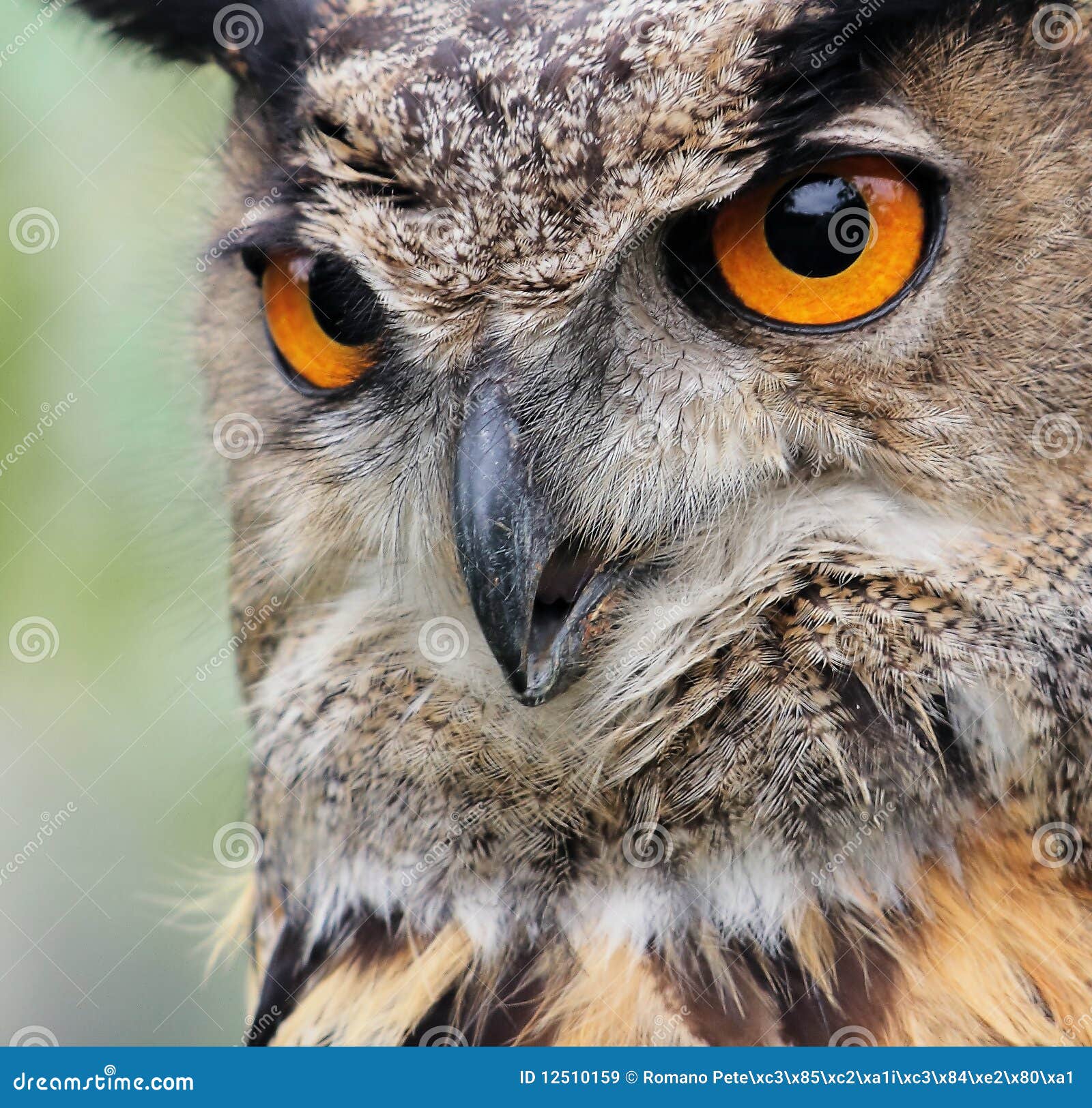 Eagle owl stock image. Image of wildlife, bird, scowl - 12510159