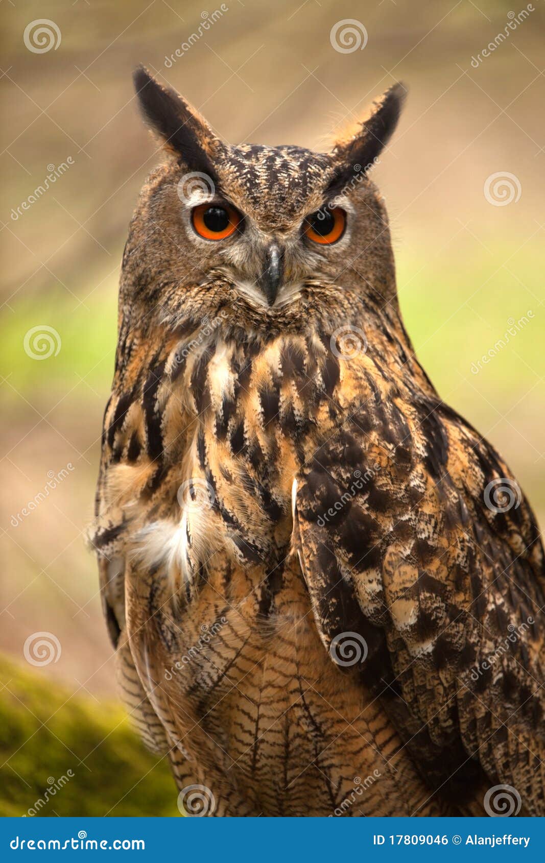 Eagle Owl stock photo. Image of prey, carnivore, predator - 17809046