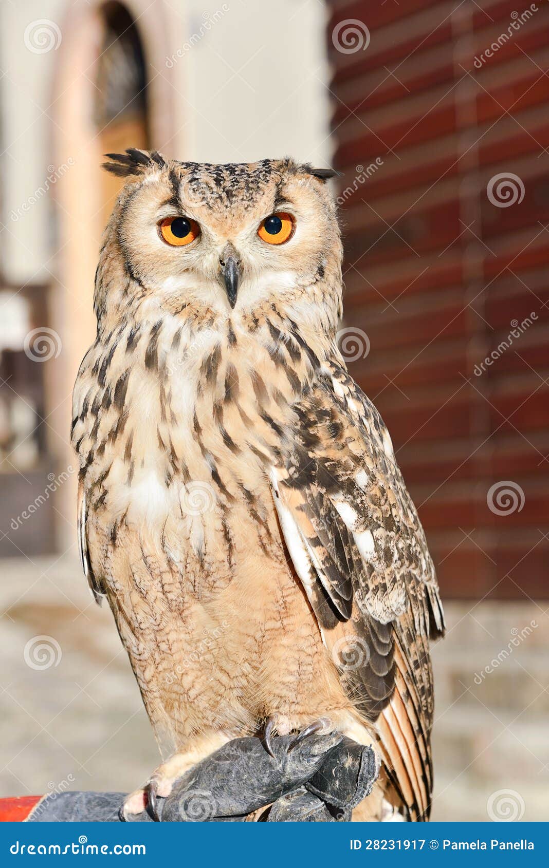 Eagle owl stock image. Image of nocturnal, forests, ferocious - 28231917